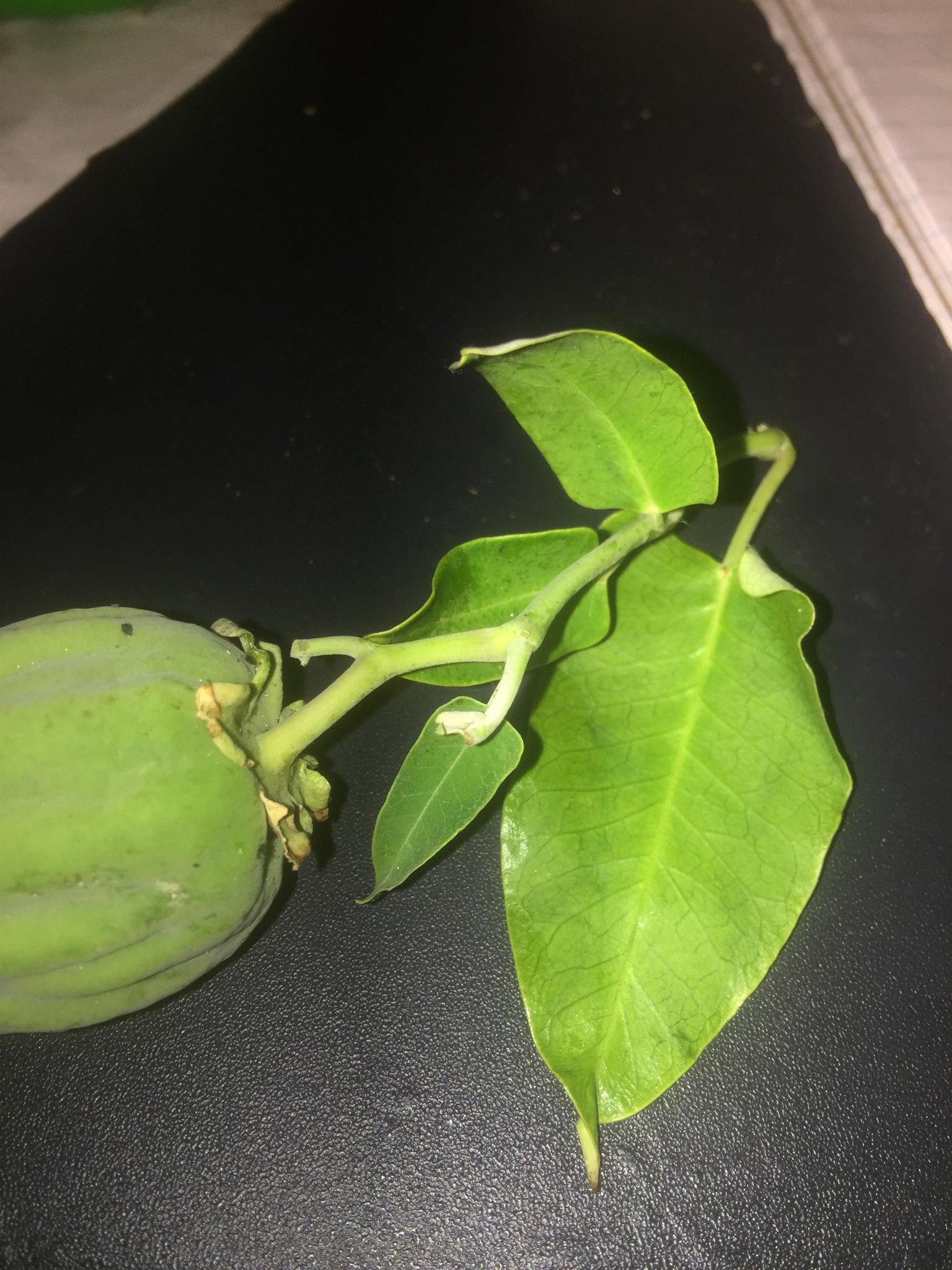 Australia,Vic- white sap | Scrolller