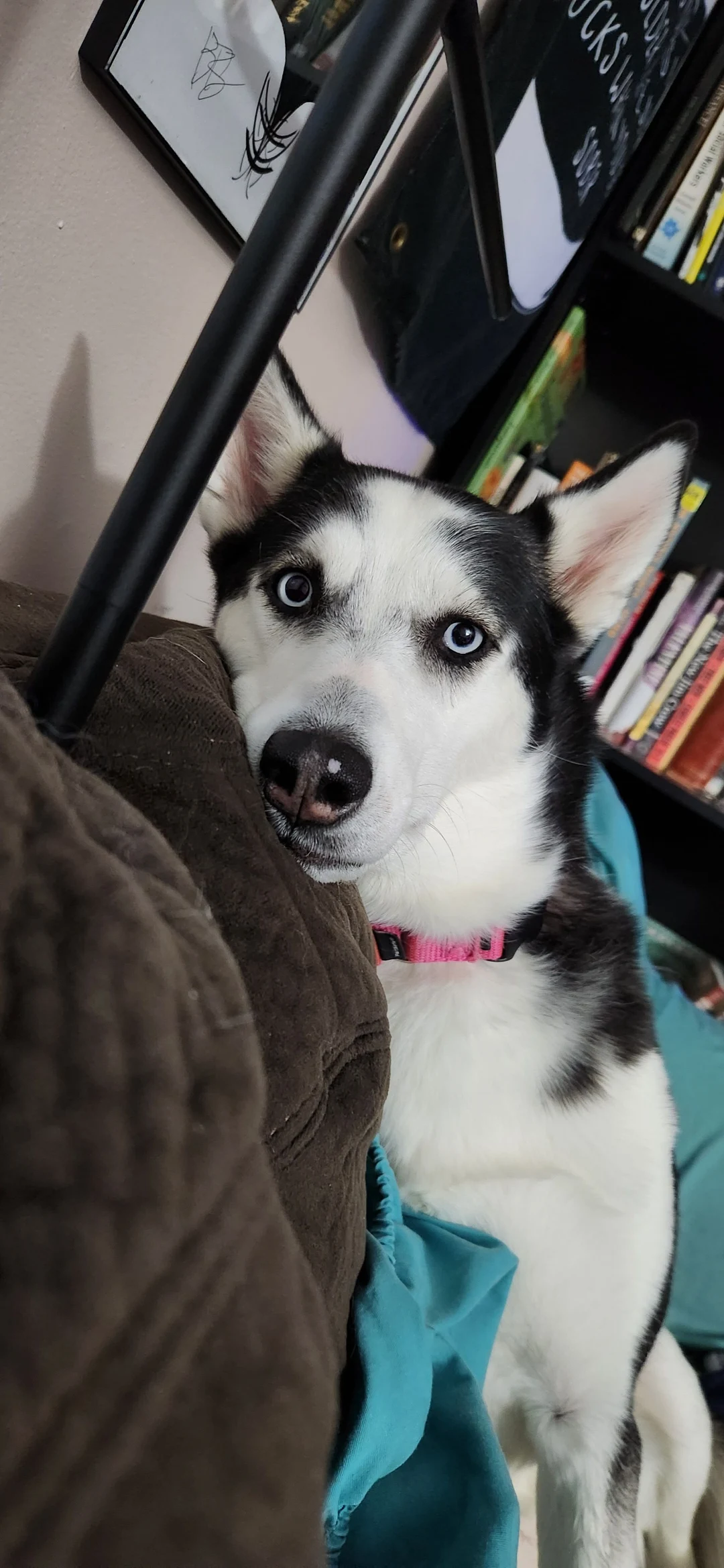 This is my baby Gilly on her one year gotcha day! | Scrolller