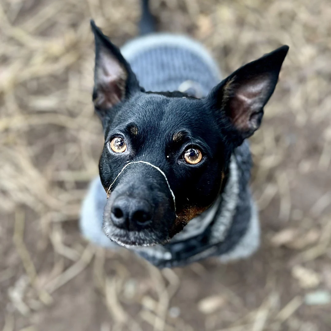 The ol’ drool drill | Scrolller