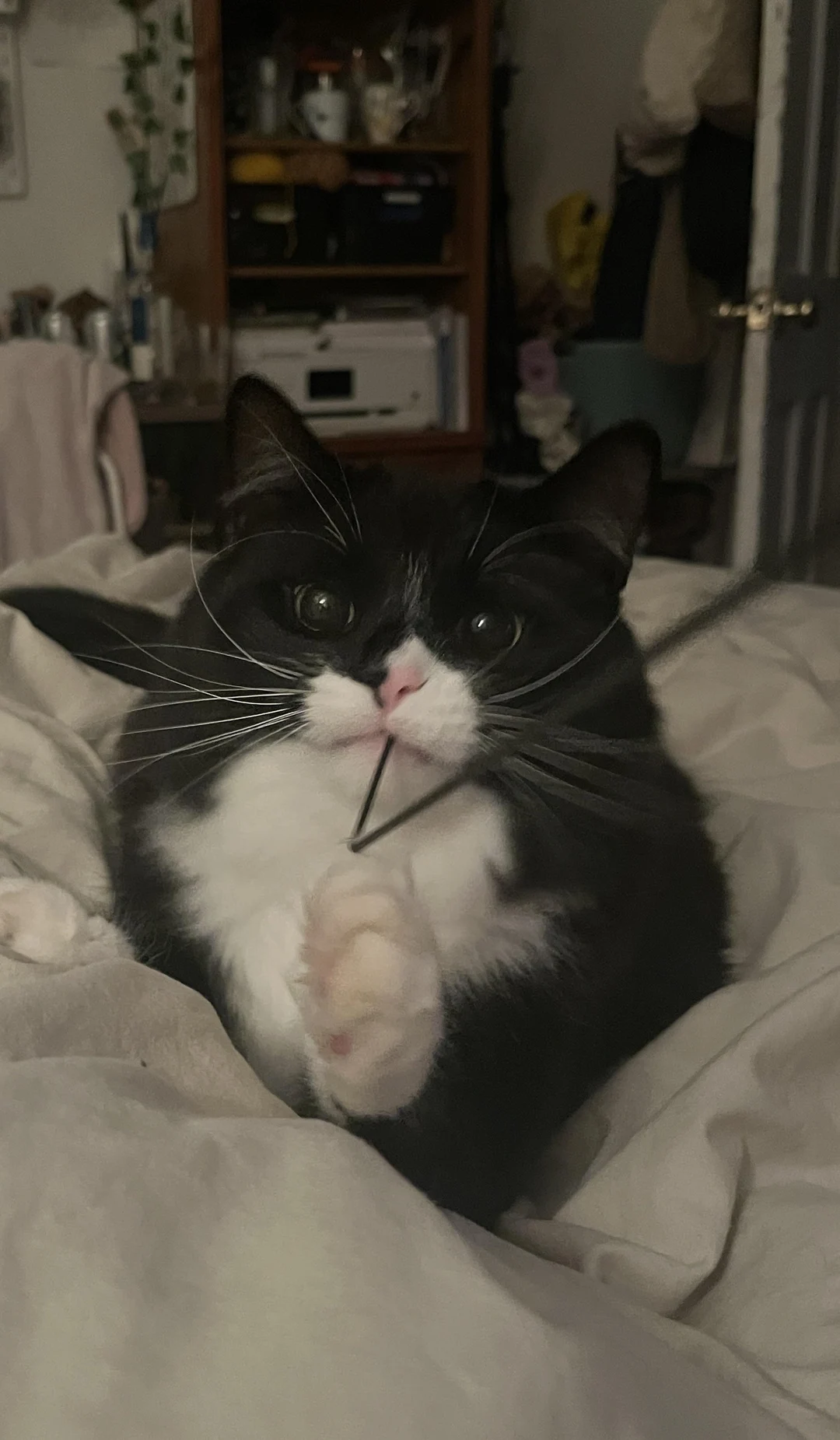 My friends adorable cat Moose | Scrolller