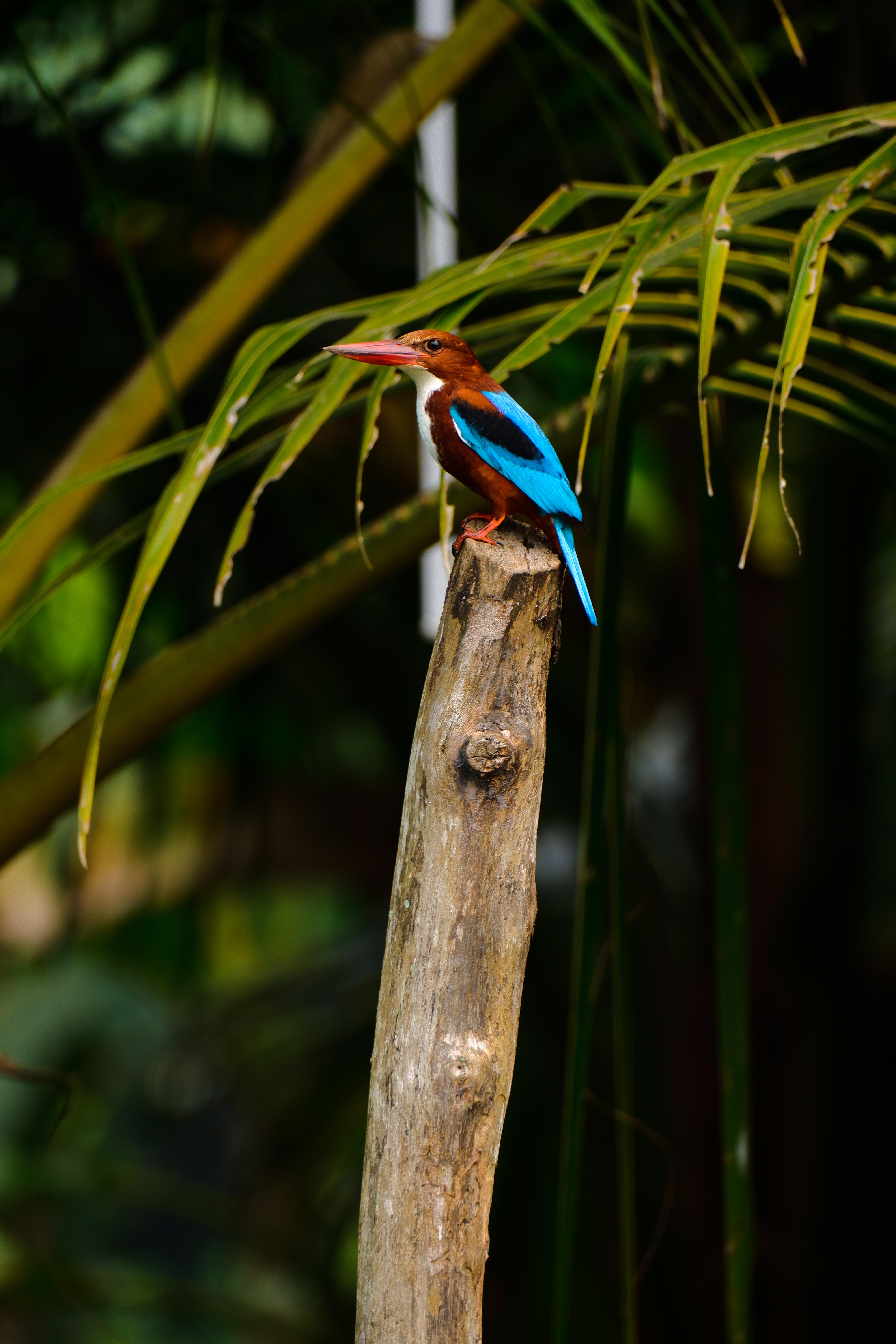White Throated Kingfisher | Scrolller
