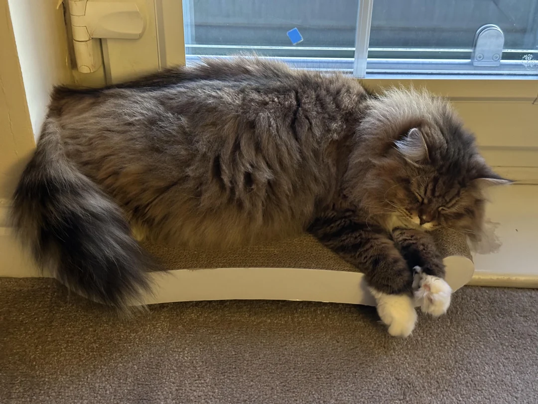 Sleepy Floof | Scrolller