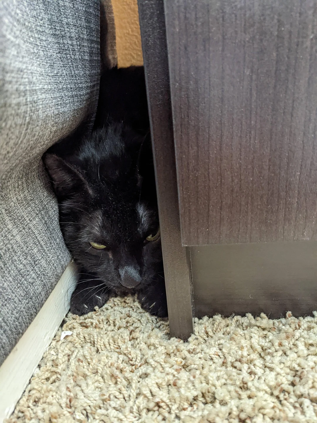 Just adopted | Scrolller