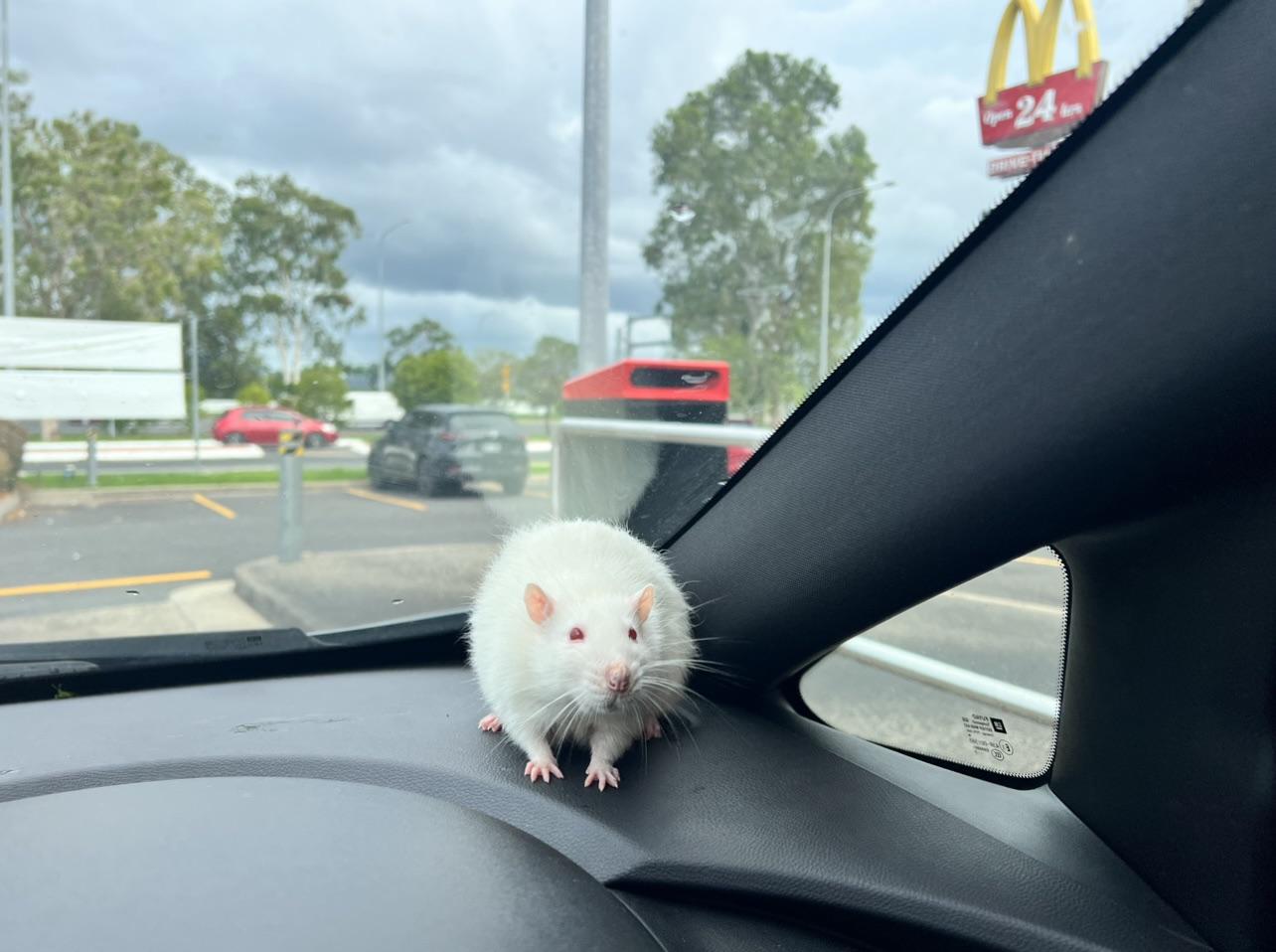 Ratdonalds pt2 | Scrolller