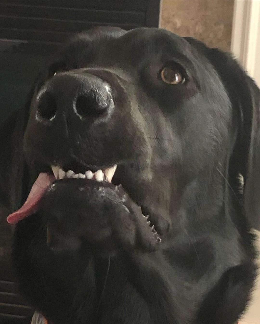 Meet Cora. She forgets how to make normal faces during play time ...