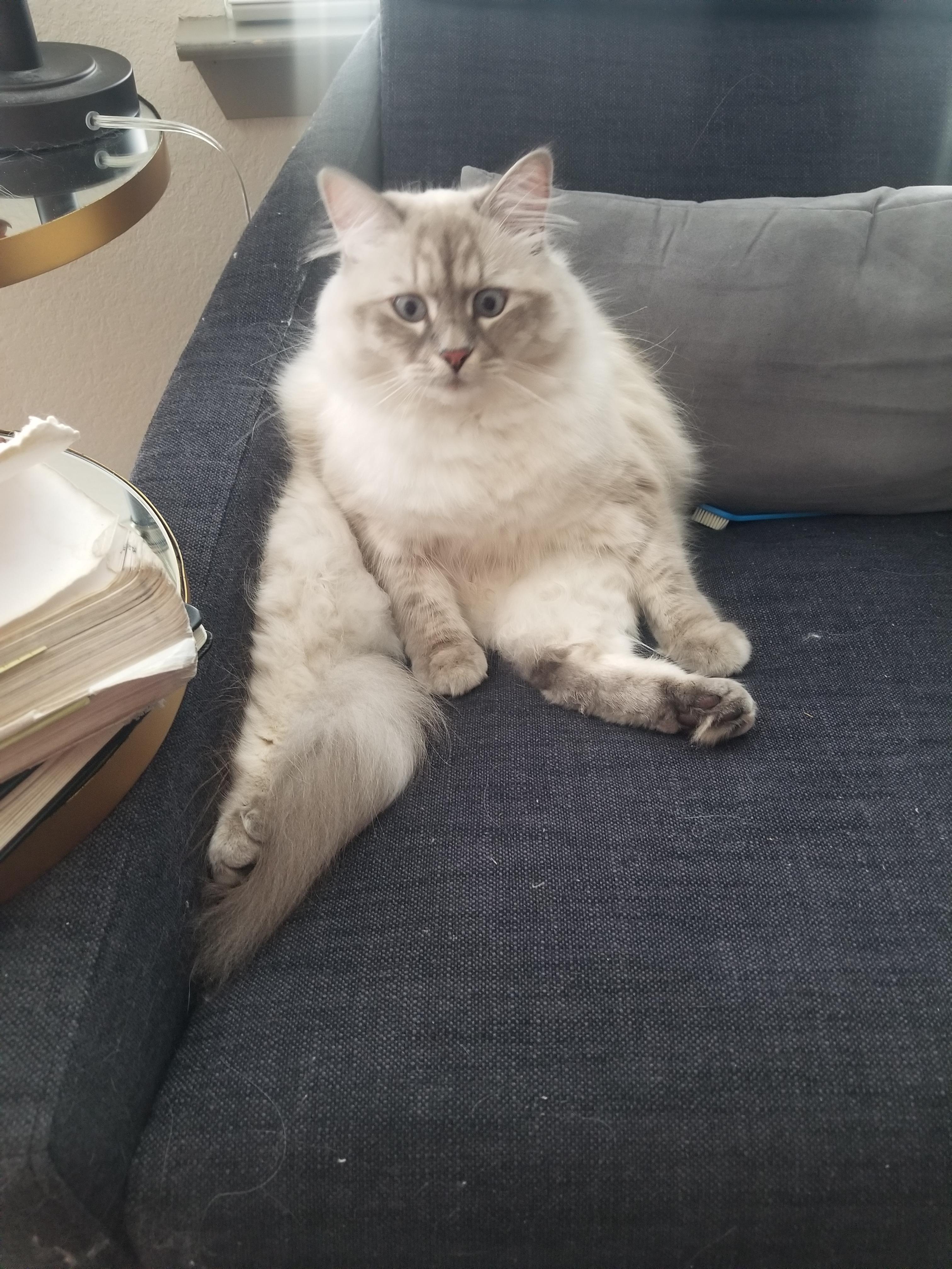 Vanilla heard a weird noise. | Scrolller