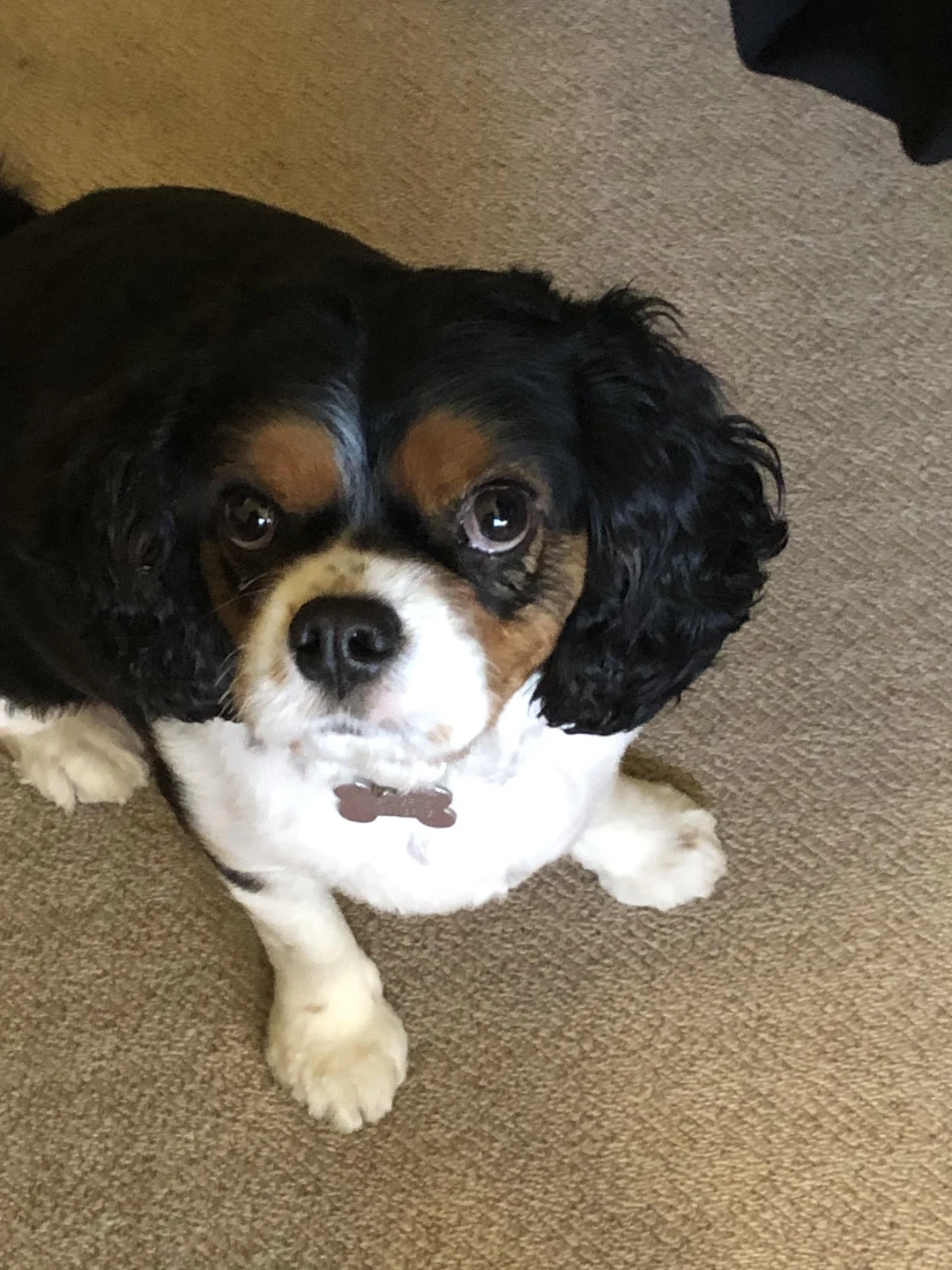 Bella with the sass | Scrolller