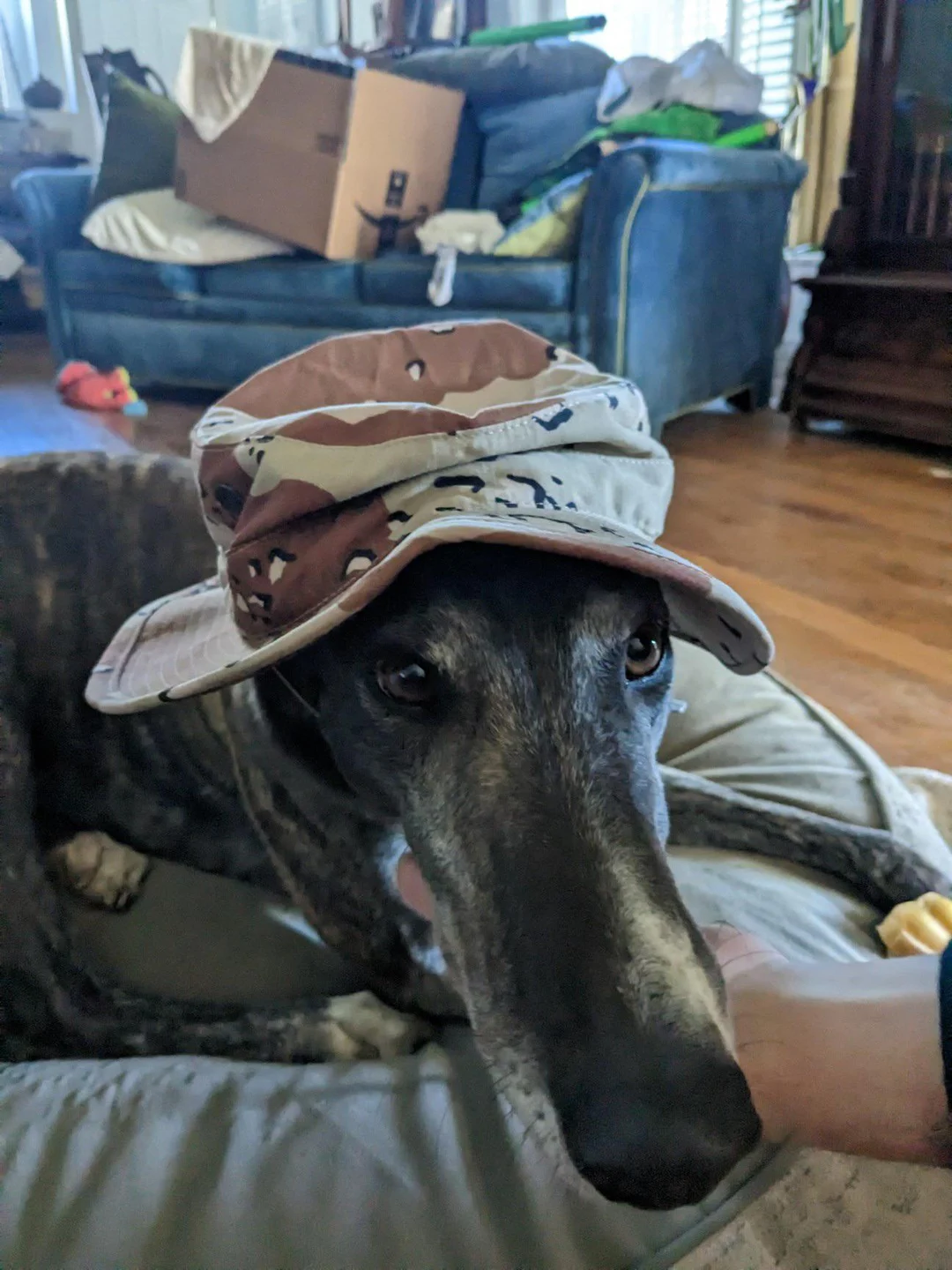 Operation Desert Snoot | Scrolller