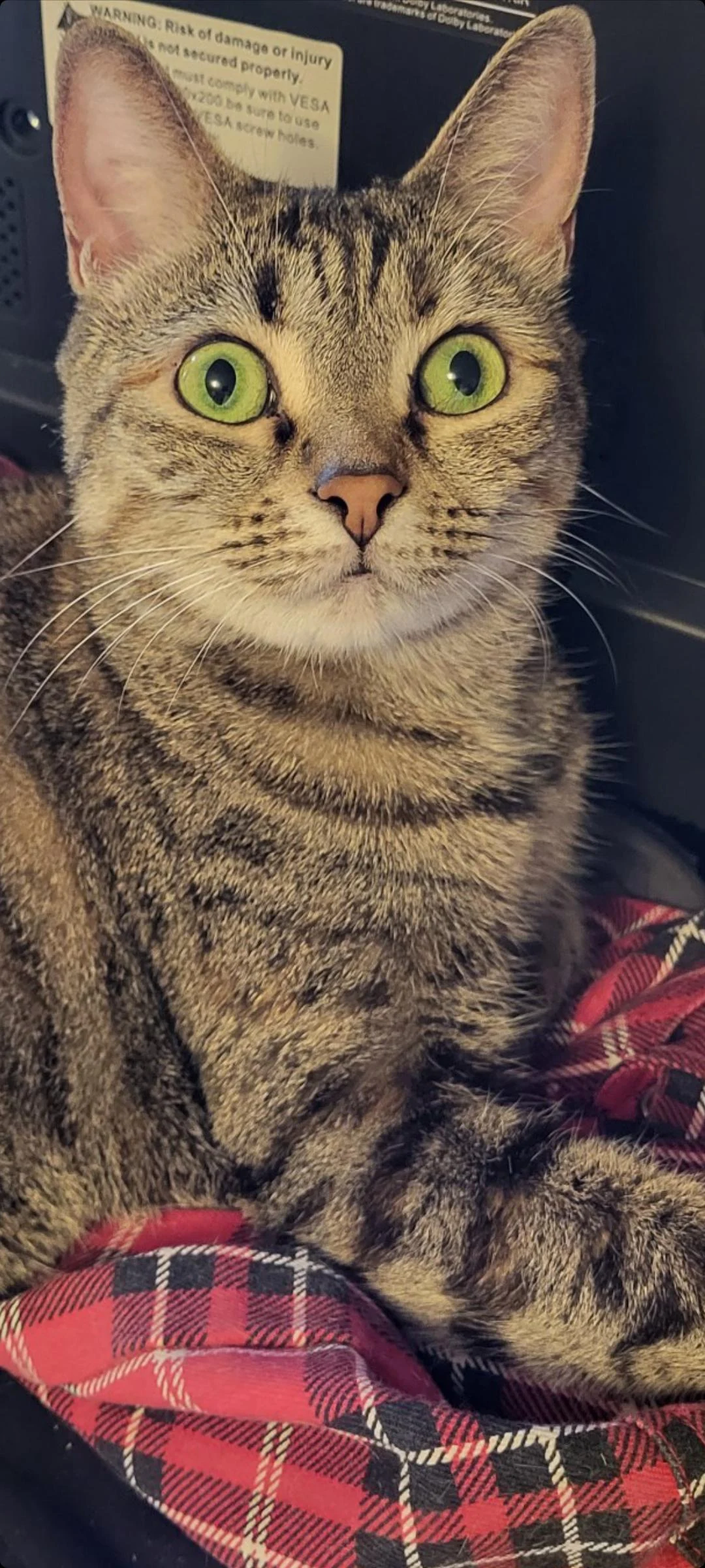 my derpy girl, Ripley | Scrolller