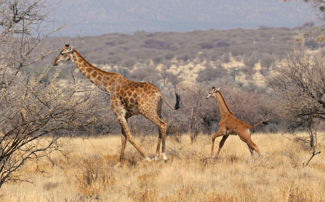 Giraffes are so cute | Scrolller