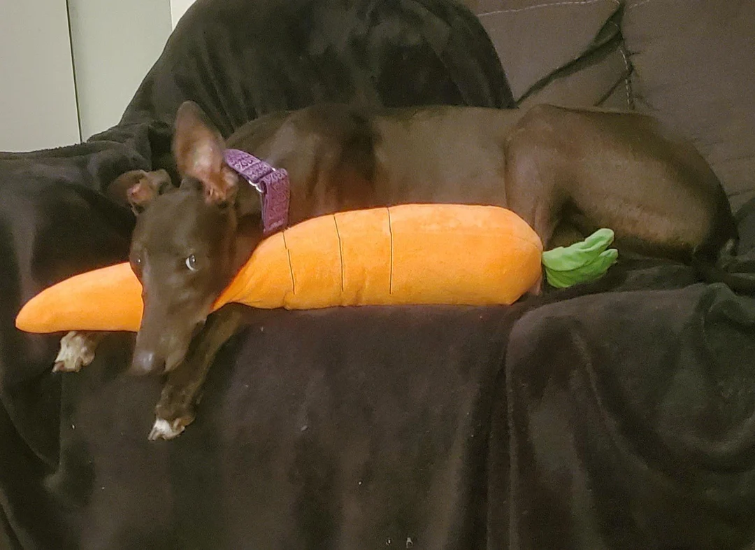 PSA: Greyhounds love carrots | Scrolller