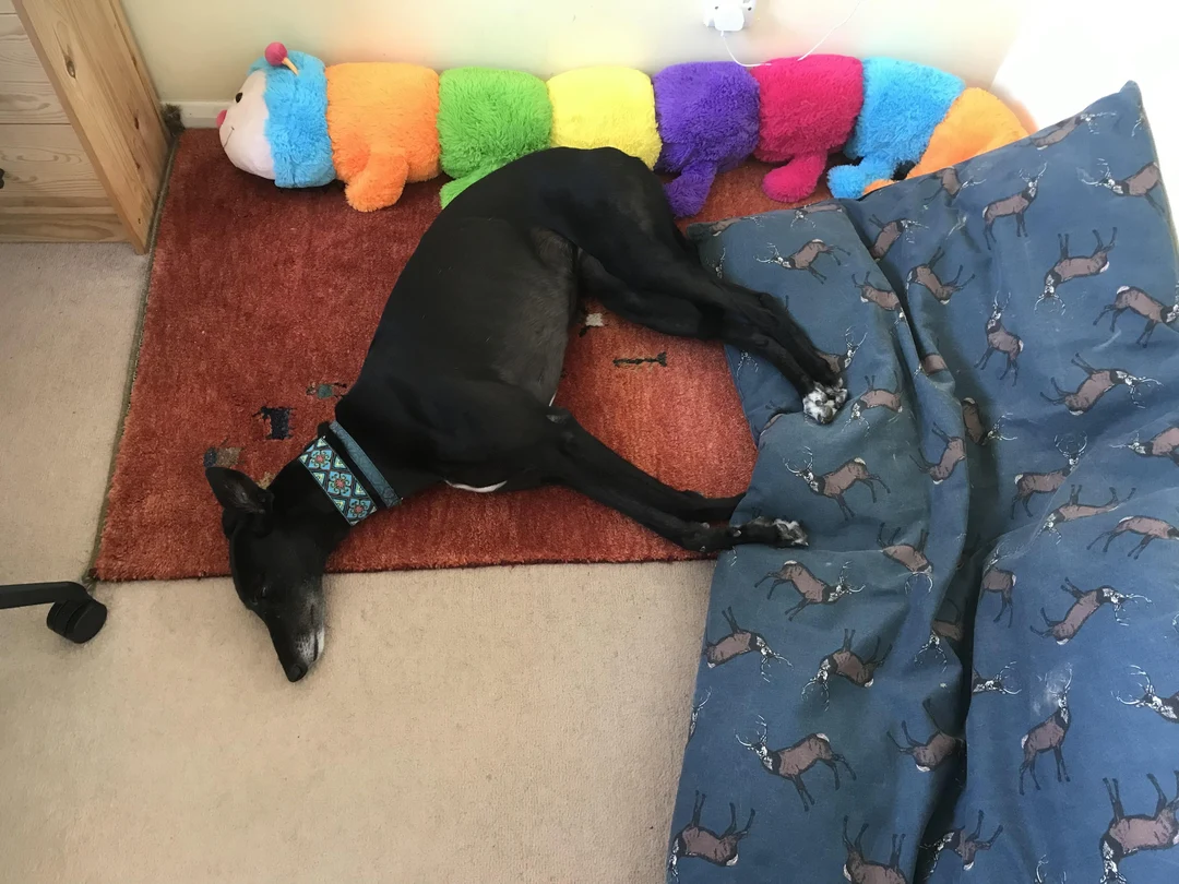 Another day, another bed fail | Scrolller