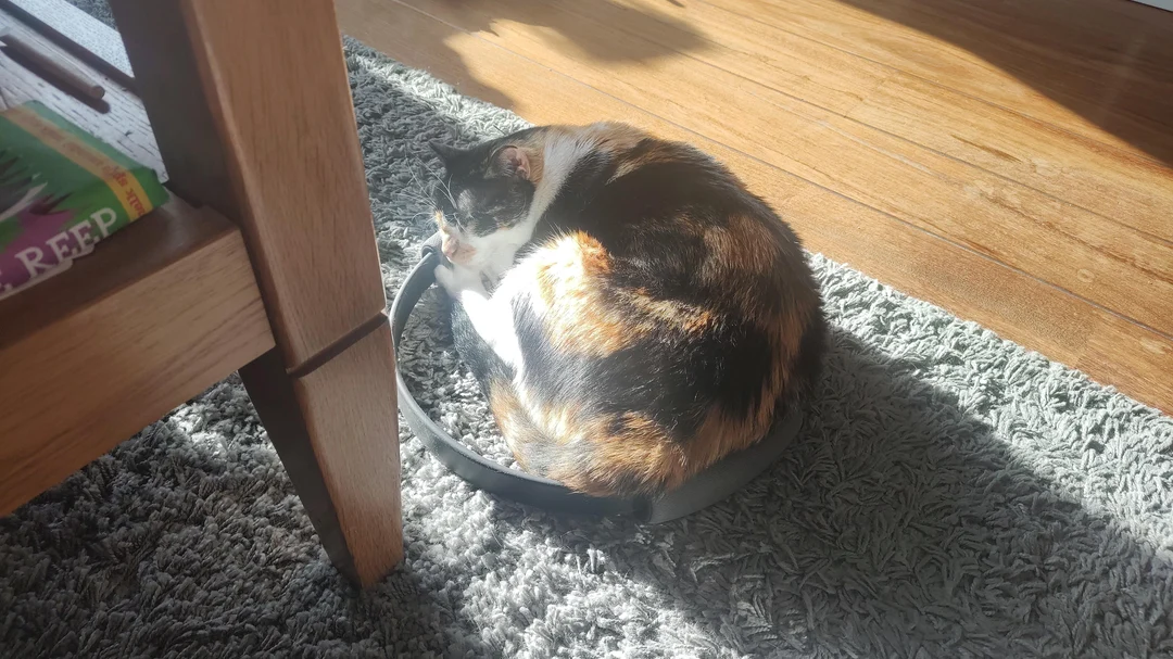 (Ring) fitness is my passion but also a very effective trap | Scrolller