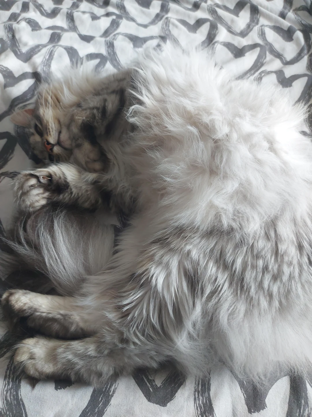 Mr Floof | Scrolller