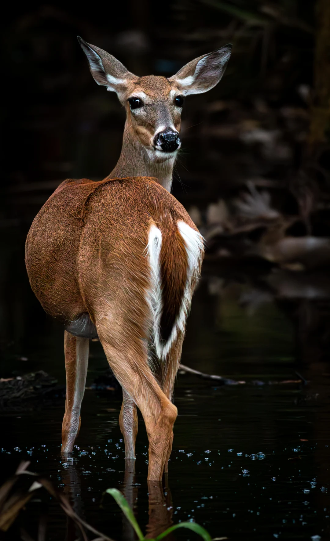 Whitetail, in a Florida swamp. | Scrolller