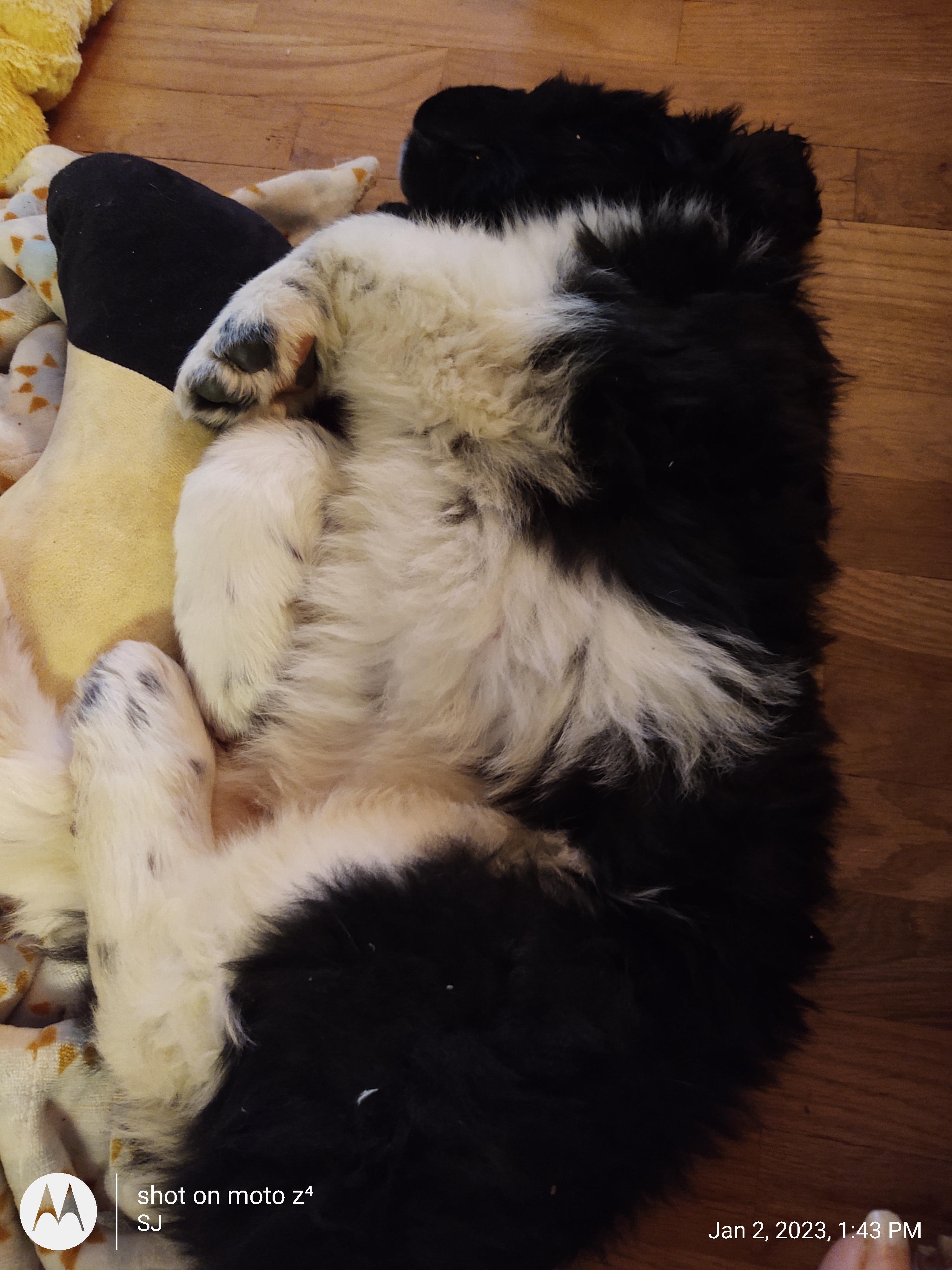 Champion napper | Scrolller