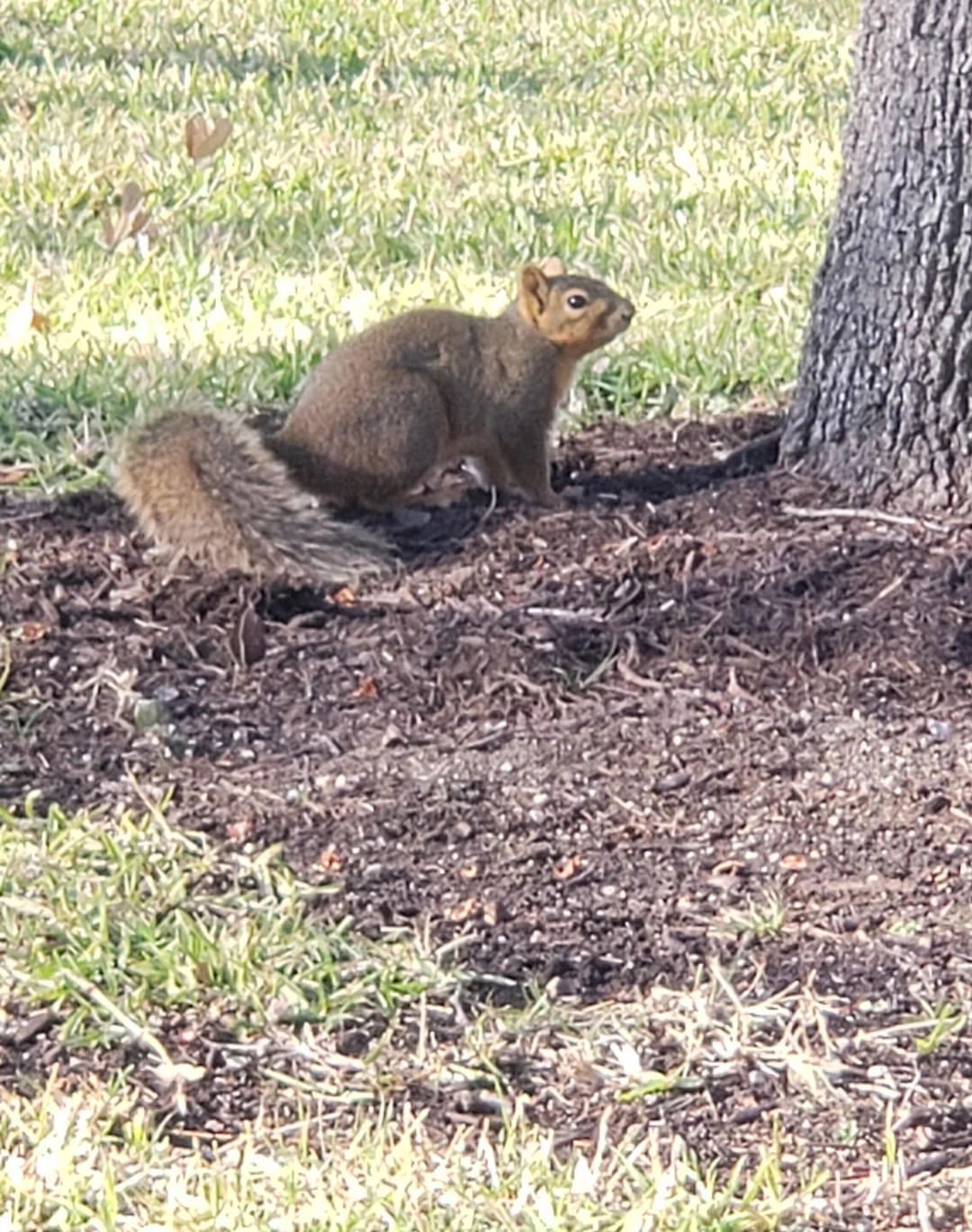 Squirrels are the best! | Scrolller