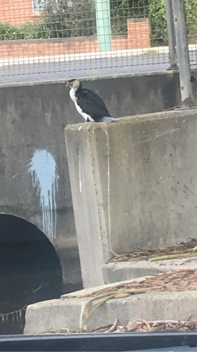 What the hell is this bird? | Scrolller