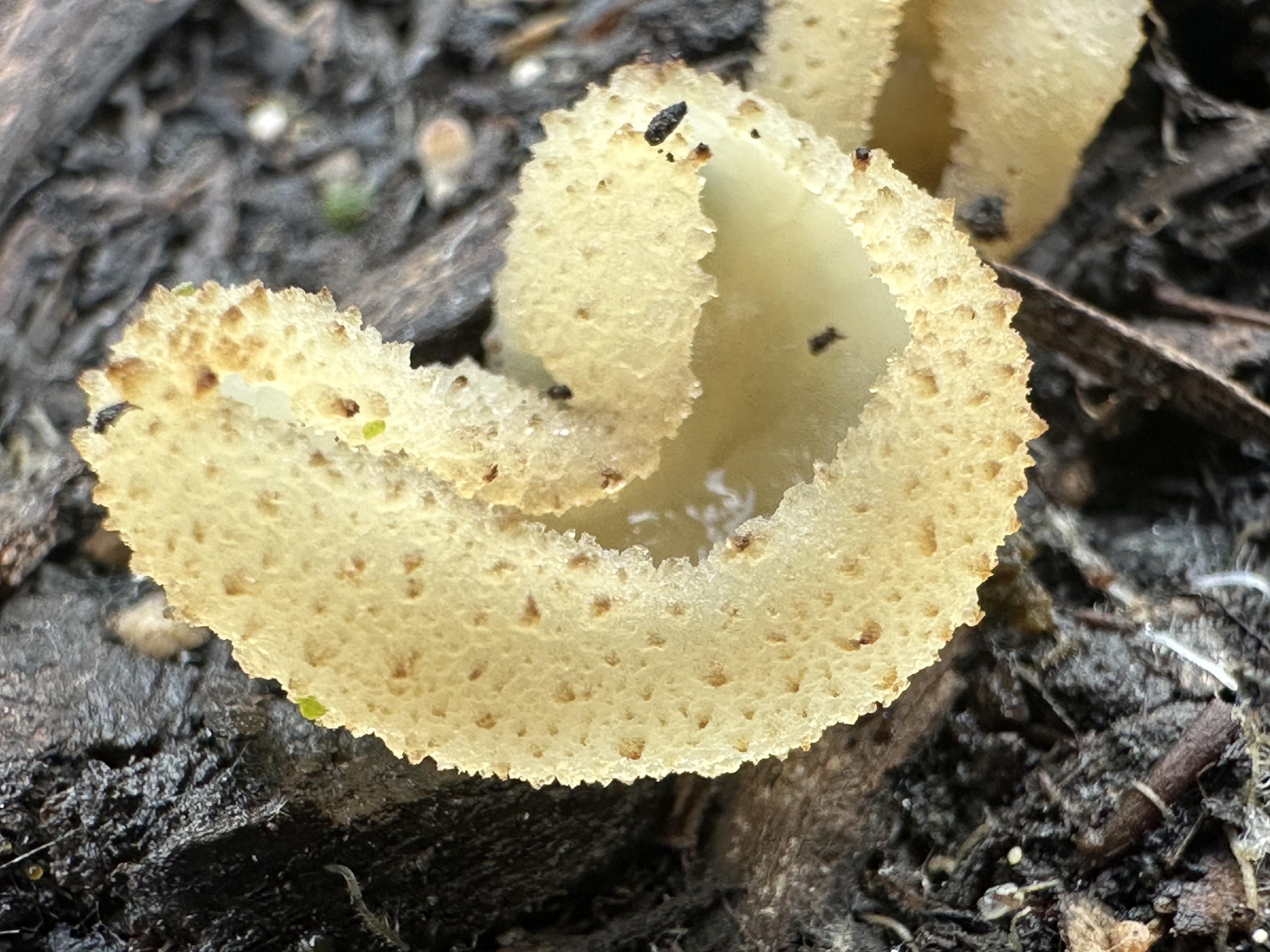 What is this alien? | Scrolller