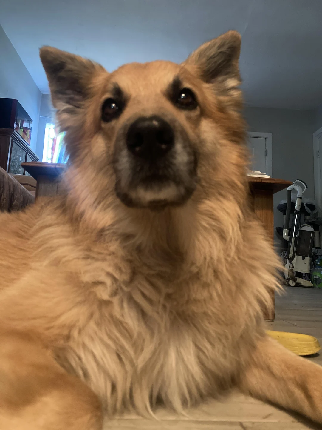 My floofer, Midas | Scrolller