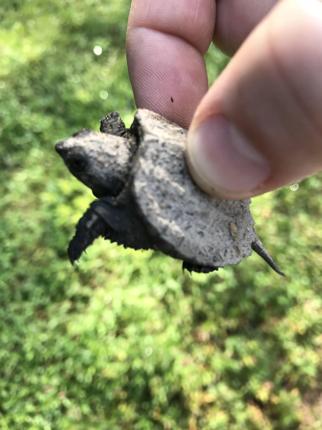 Itty Bitty Snapping Turtle | Scrolller