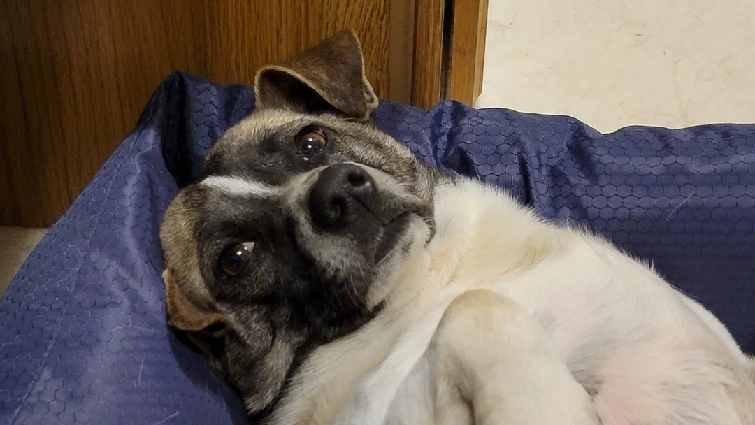 NDD! Everyone, this is Milo. | Scrolller