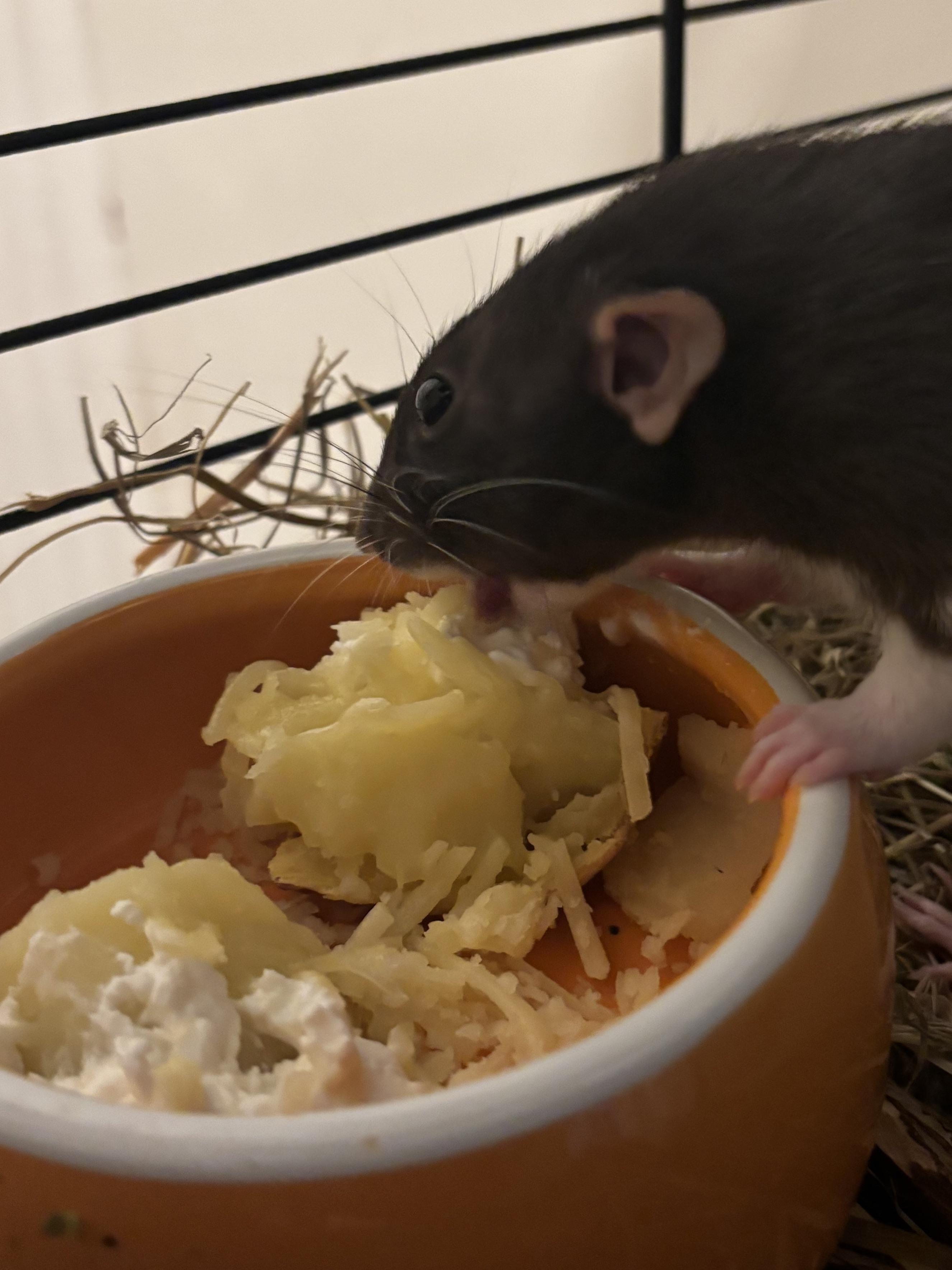 Cobwebs first potato | Scrolller