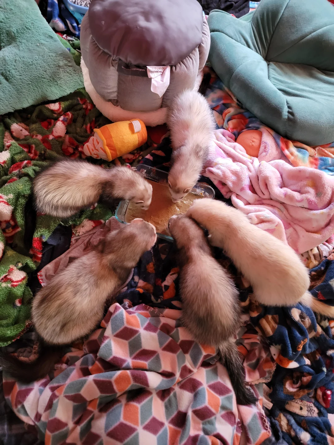 Only way to get all 5 in one picture. duk soup. | Scrolller