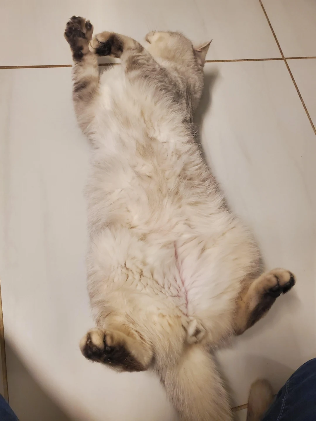 Here's Clyde, almost 2 years old :) | Scrolller