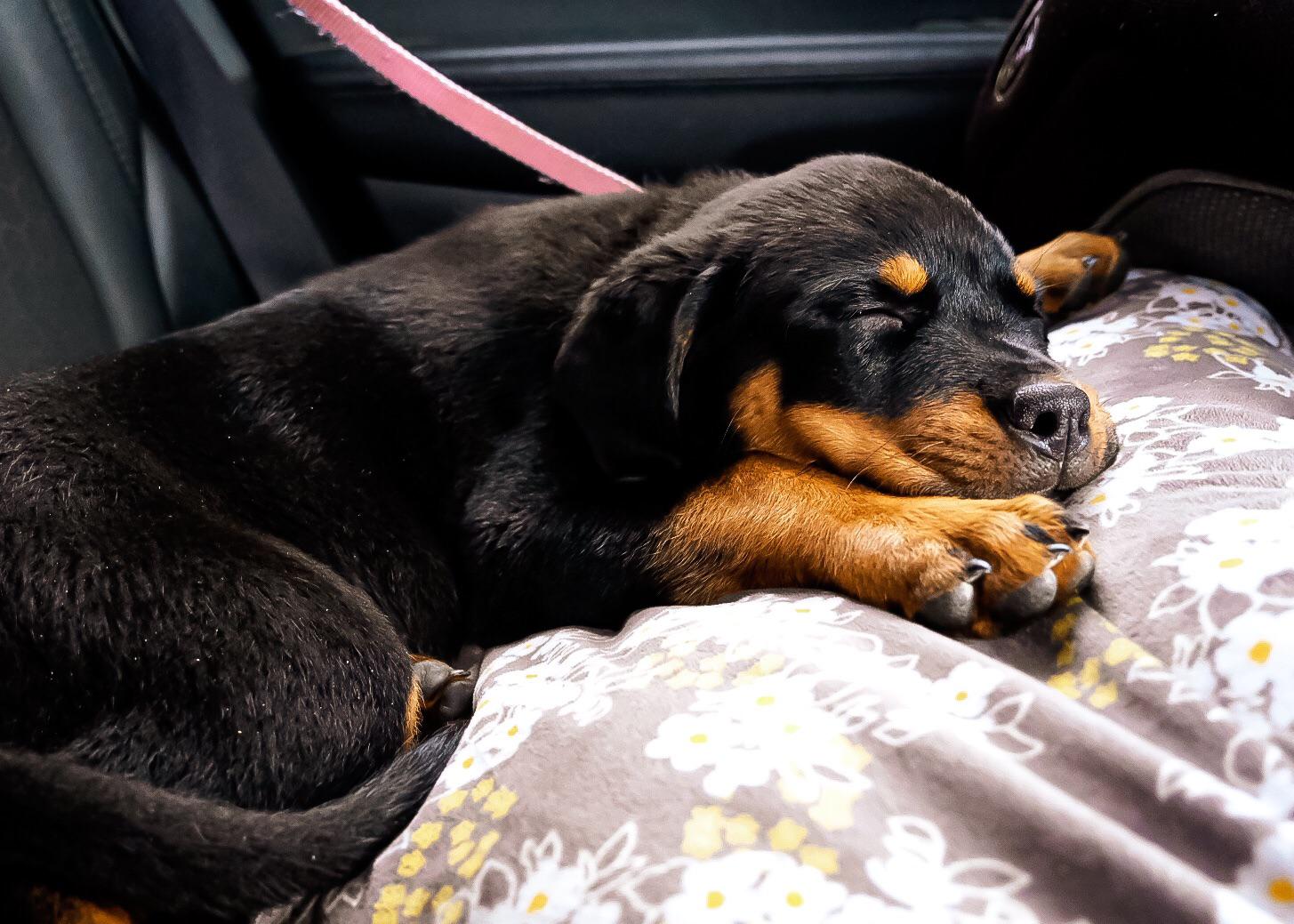 My little squishy faced pup | Scrolller