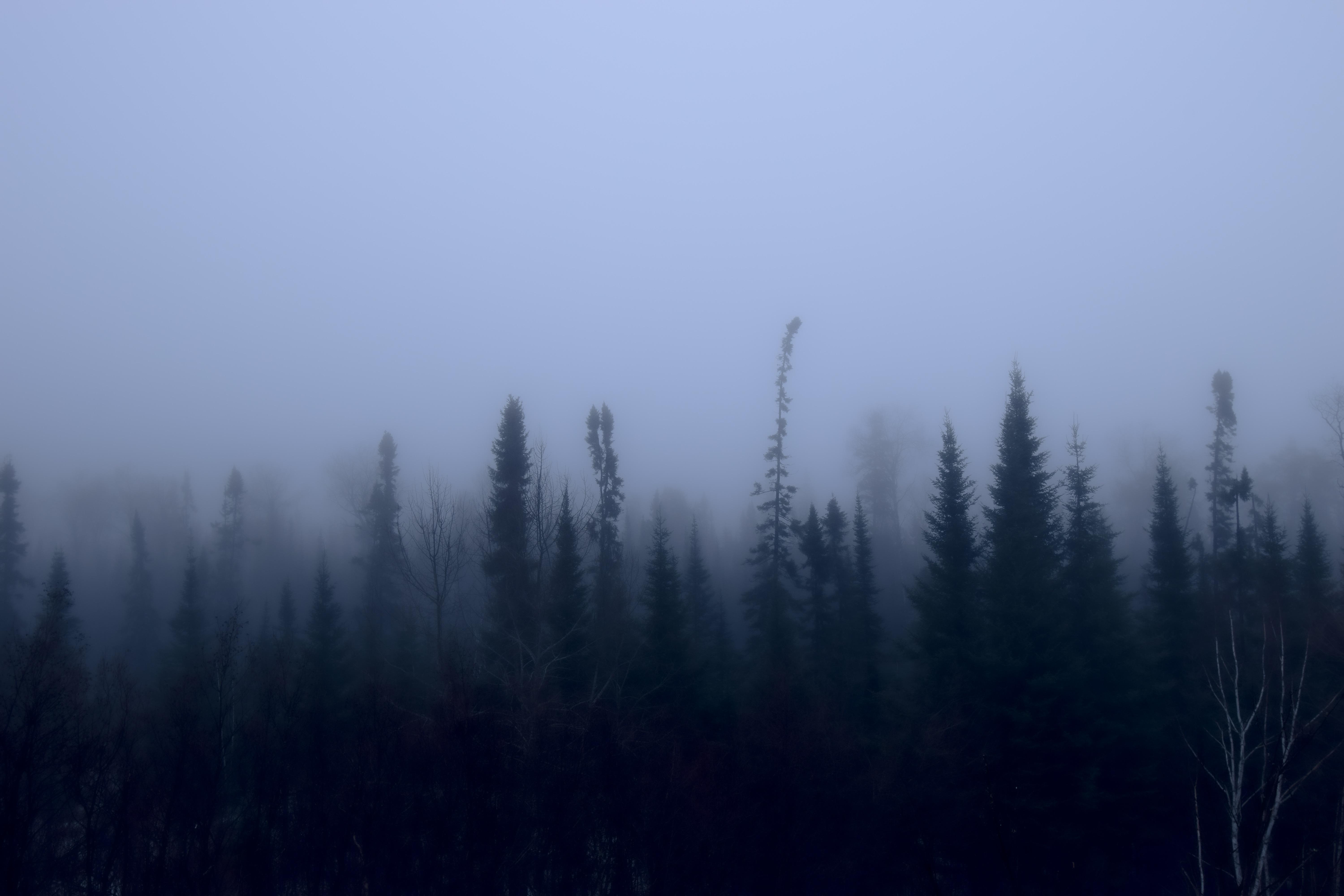 Foggy Forest | Scrolller
