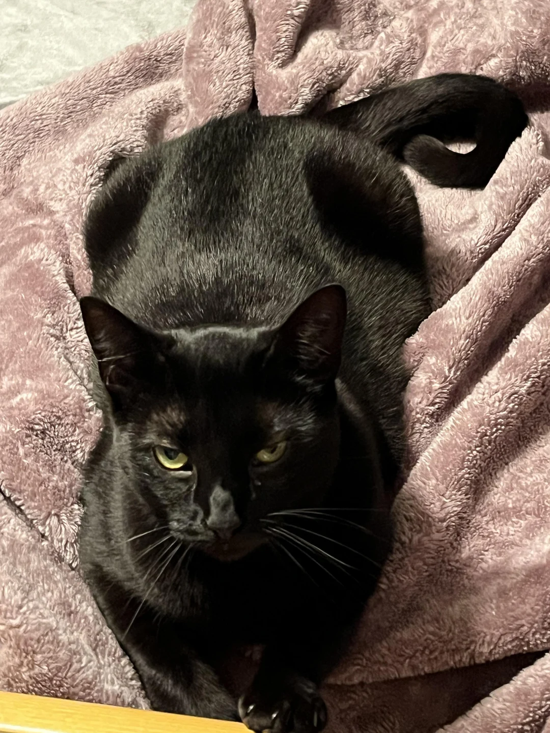 Old picture of my void trying to loaf | Scrolller
