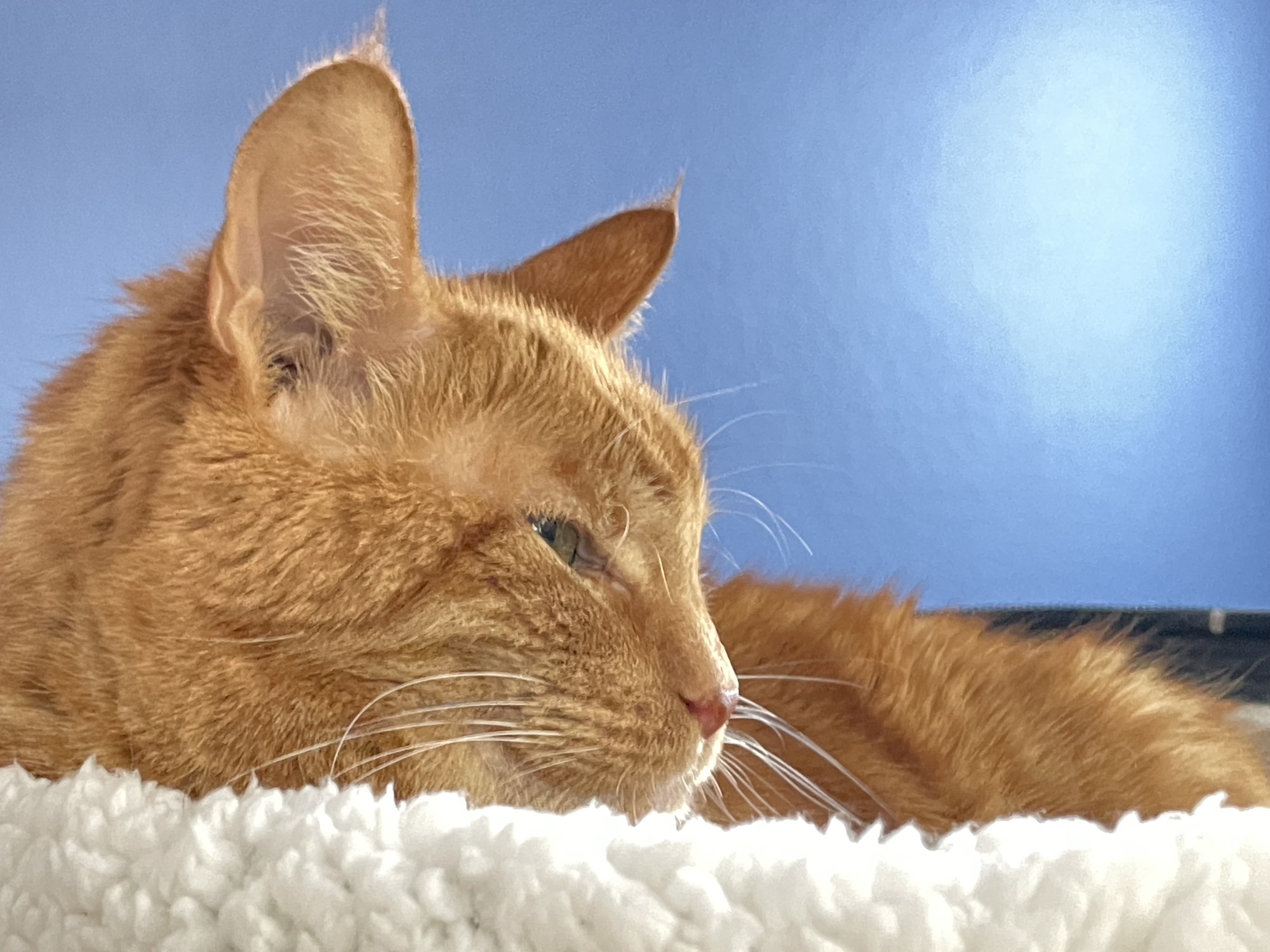 Pumpkin enjoys afternoon naps most of all. | Scrolller