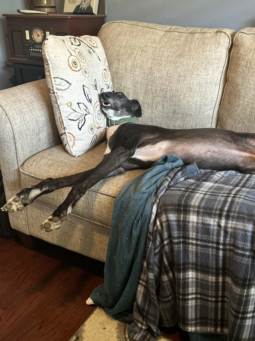 Discover more like Greyhounds: Living his best life and Related Content | Scrolller