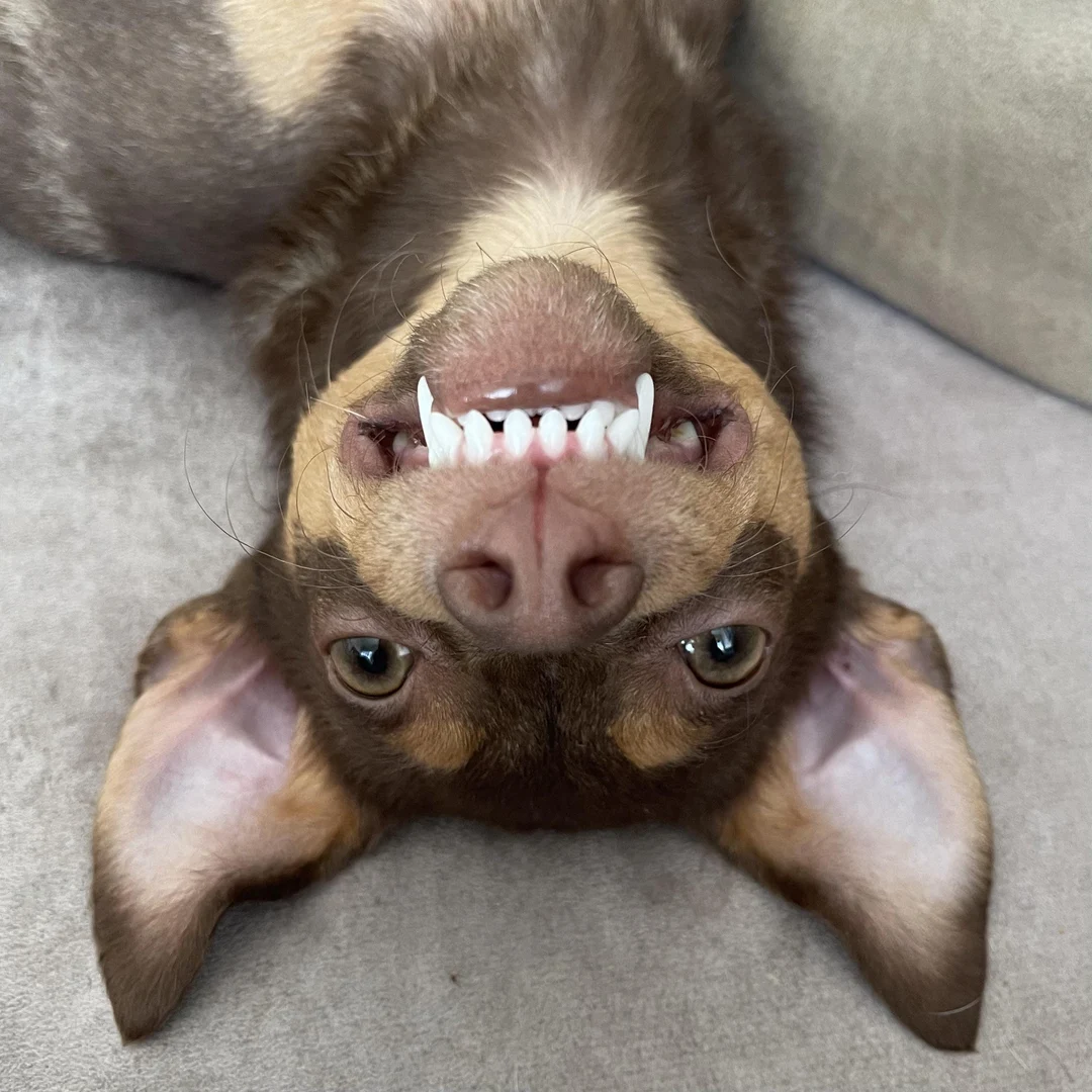 She looks like a bat | Scrolller