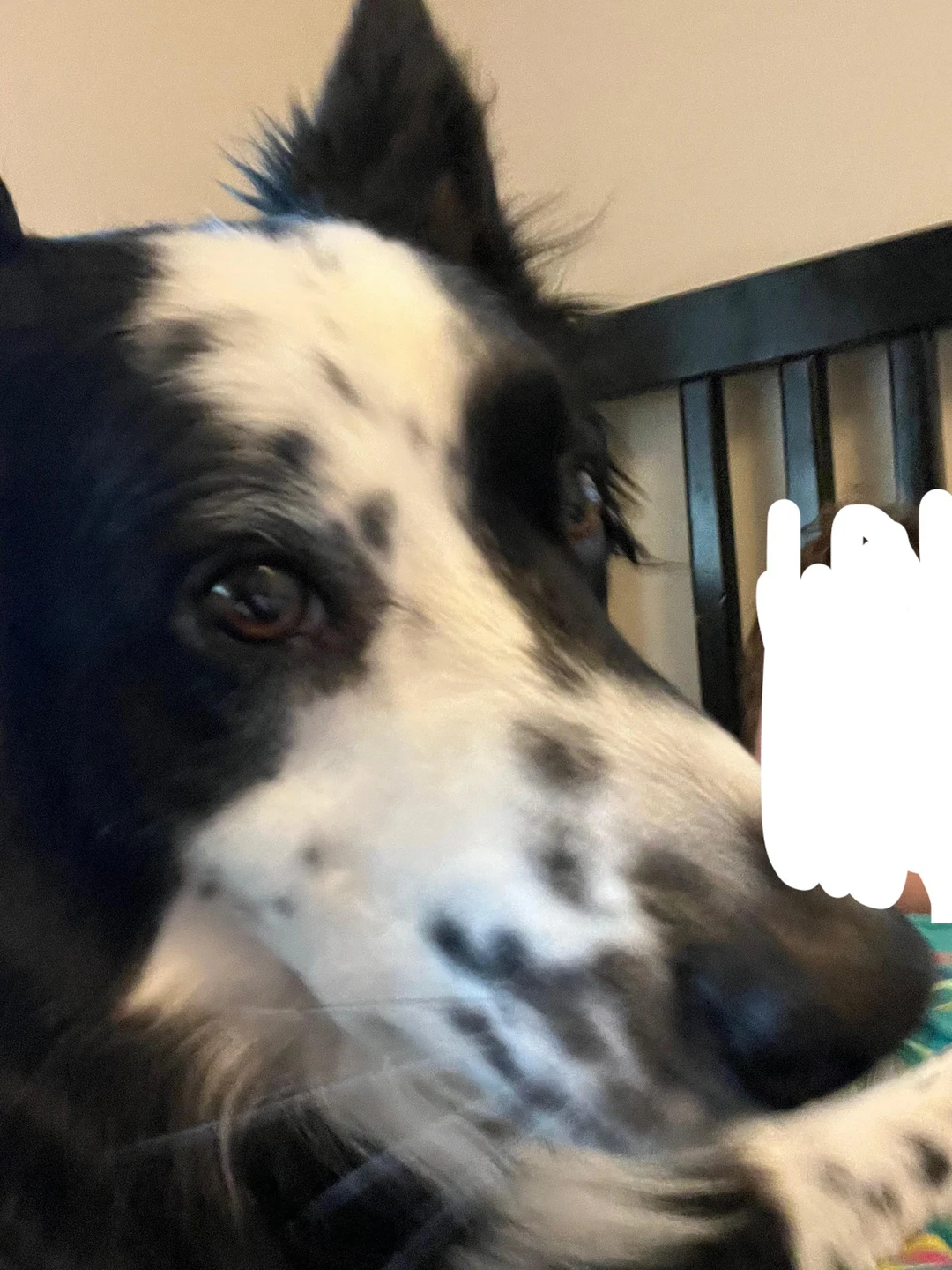 RALPHIE, GET OFF ME! Wait no. You’re cute. Nevermind | Scrolller