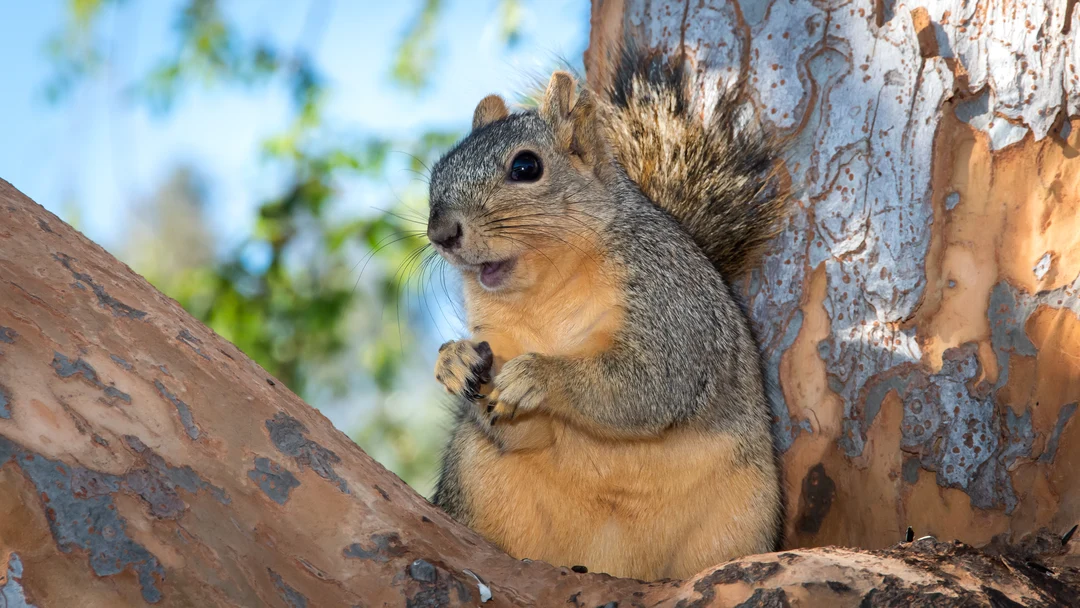 Just now Squirrel | Scrolller