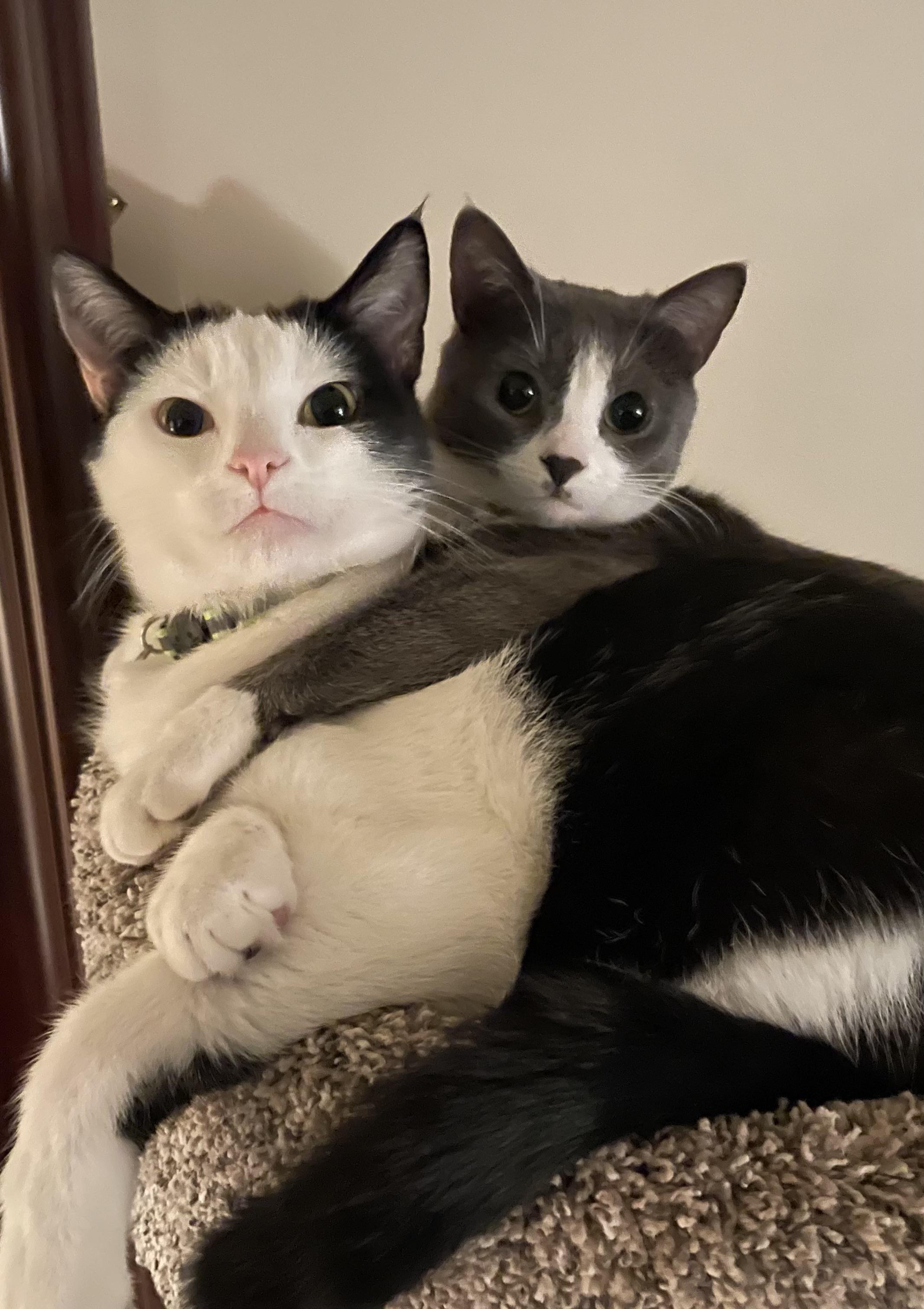 Siblings | Scrolller