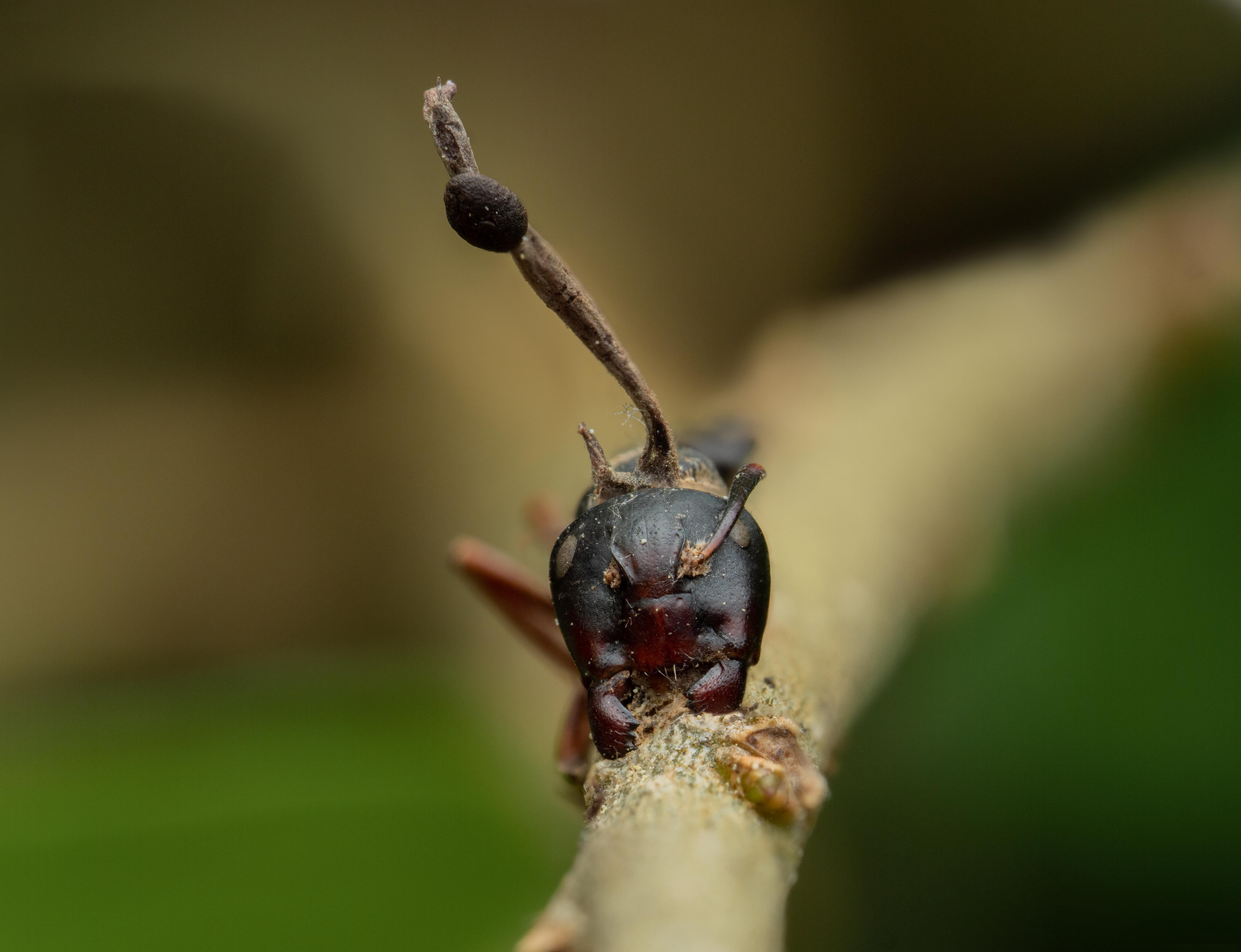 Zombified Ant | Scrolller