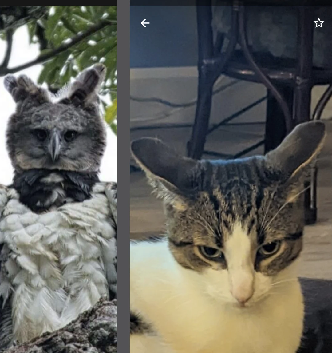 my friend said my cat looks like a Harpy Eagle | Scrolller