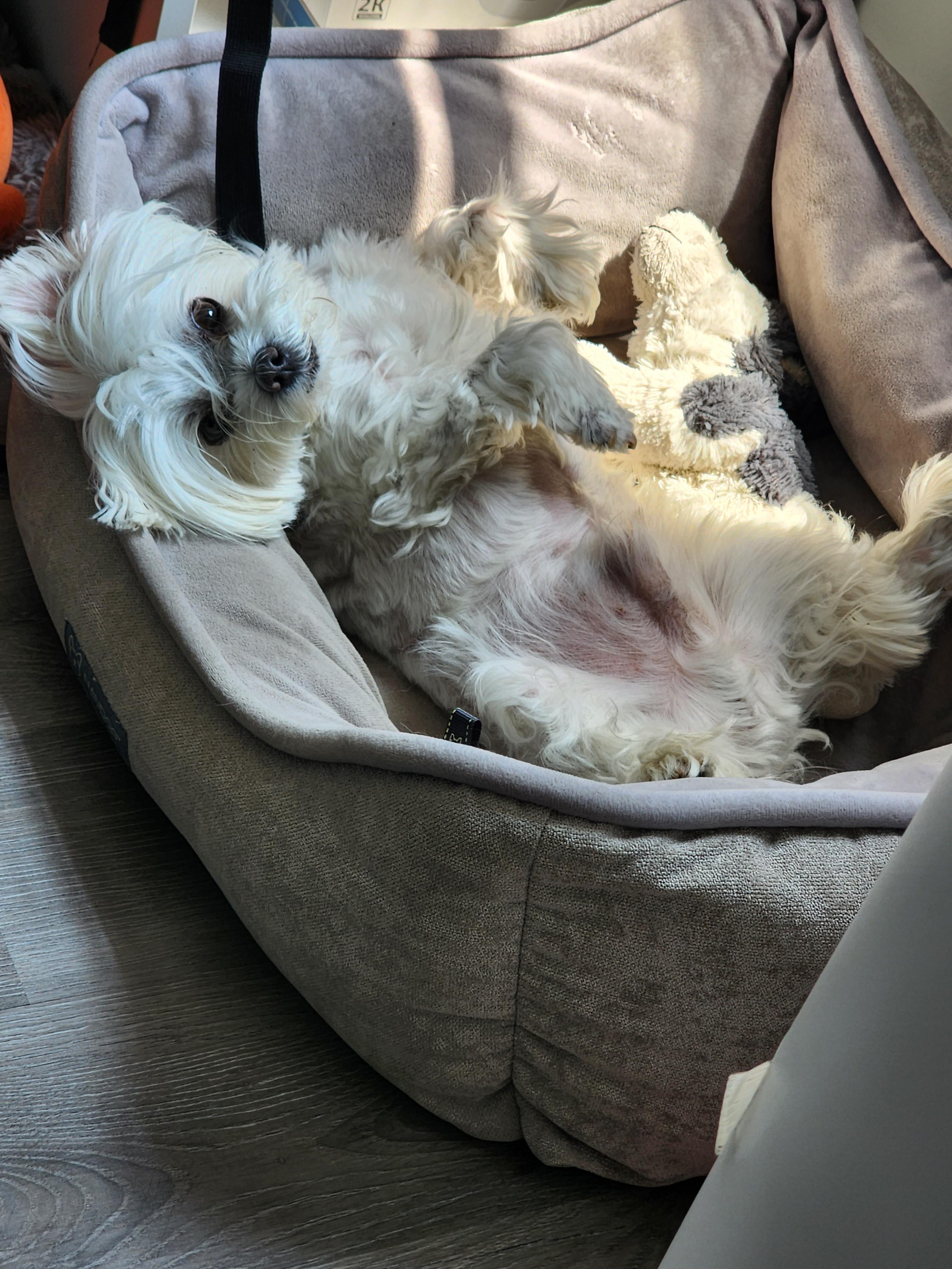 Bad boi finally stopped stinking | Scrolller