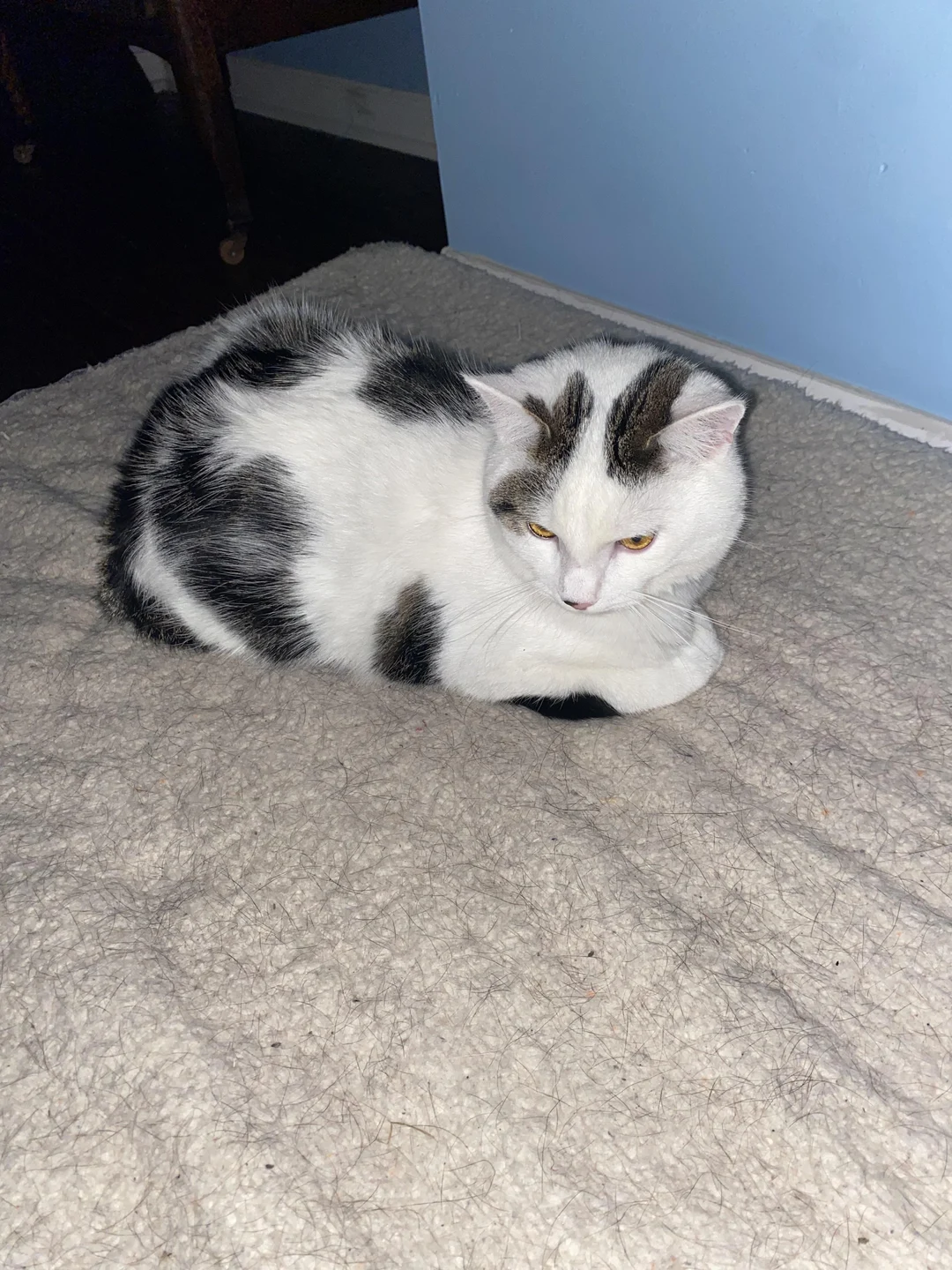 Dog bed stealing loaf | Scrolller