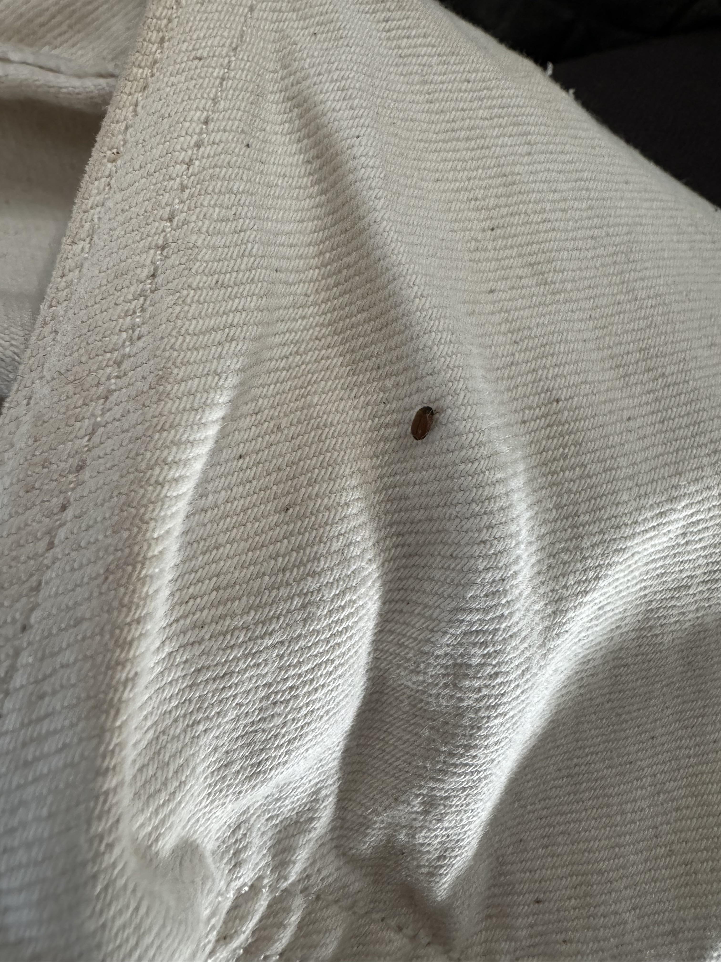Is this a bed bug | Scrolller