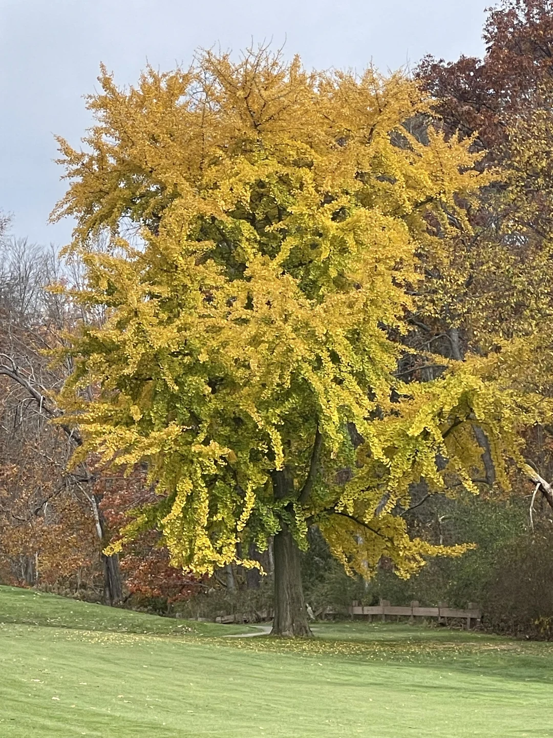 Fall in upstate NY | Scrolller