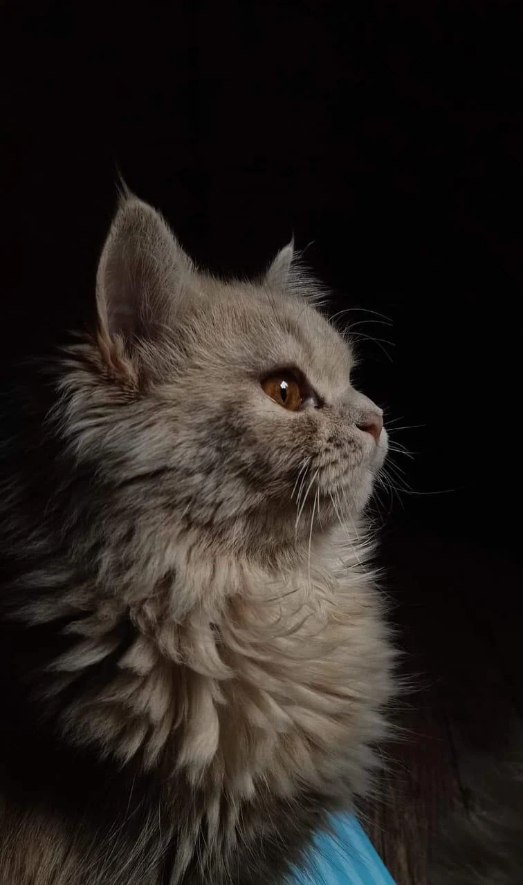 My cats. | Scrolller