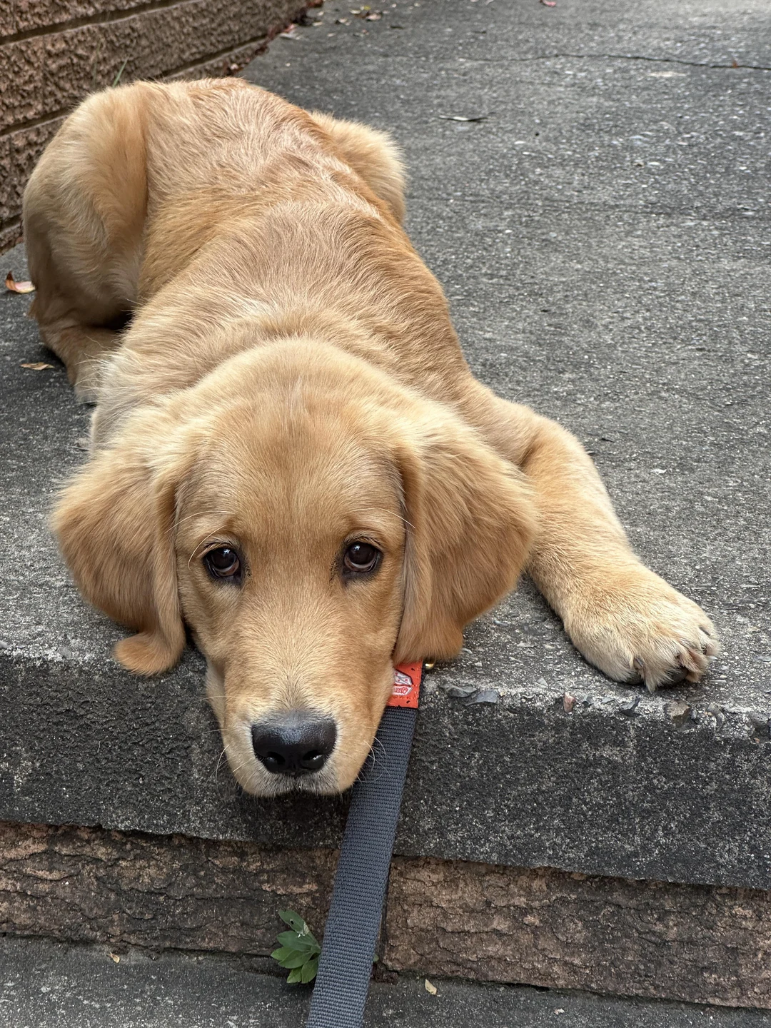 Poor Ollie doesn’t like the car. It makes him feel sick. Any suggestion on how to help him ...