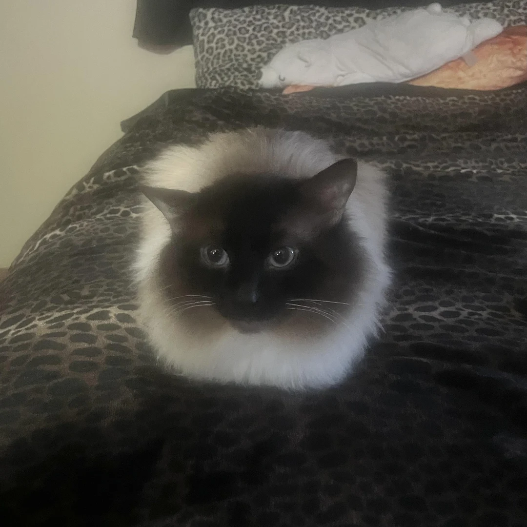 Siamese loaf | Scrolller