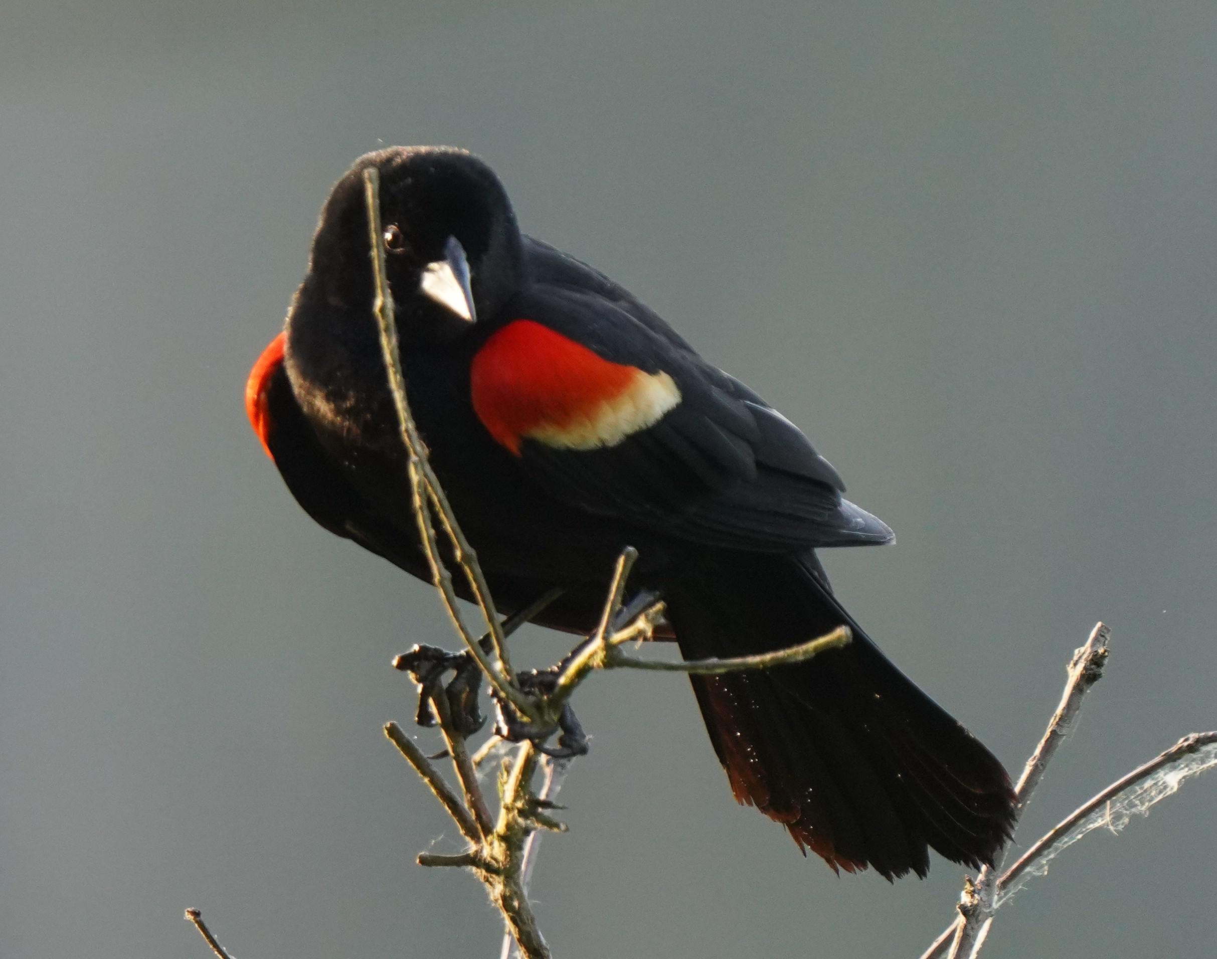 Blackbird | Scrolller