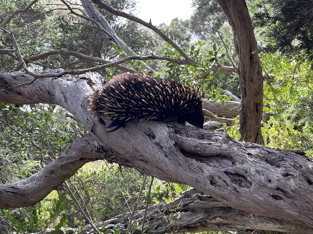 Came across a beautiful tree climbing Echidna this morning | Scrolller