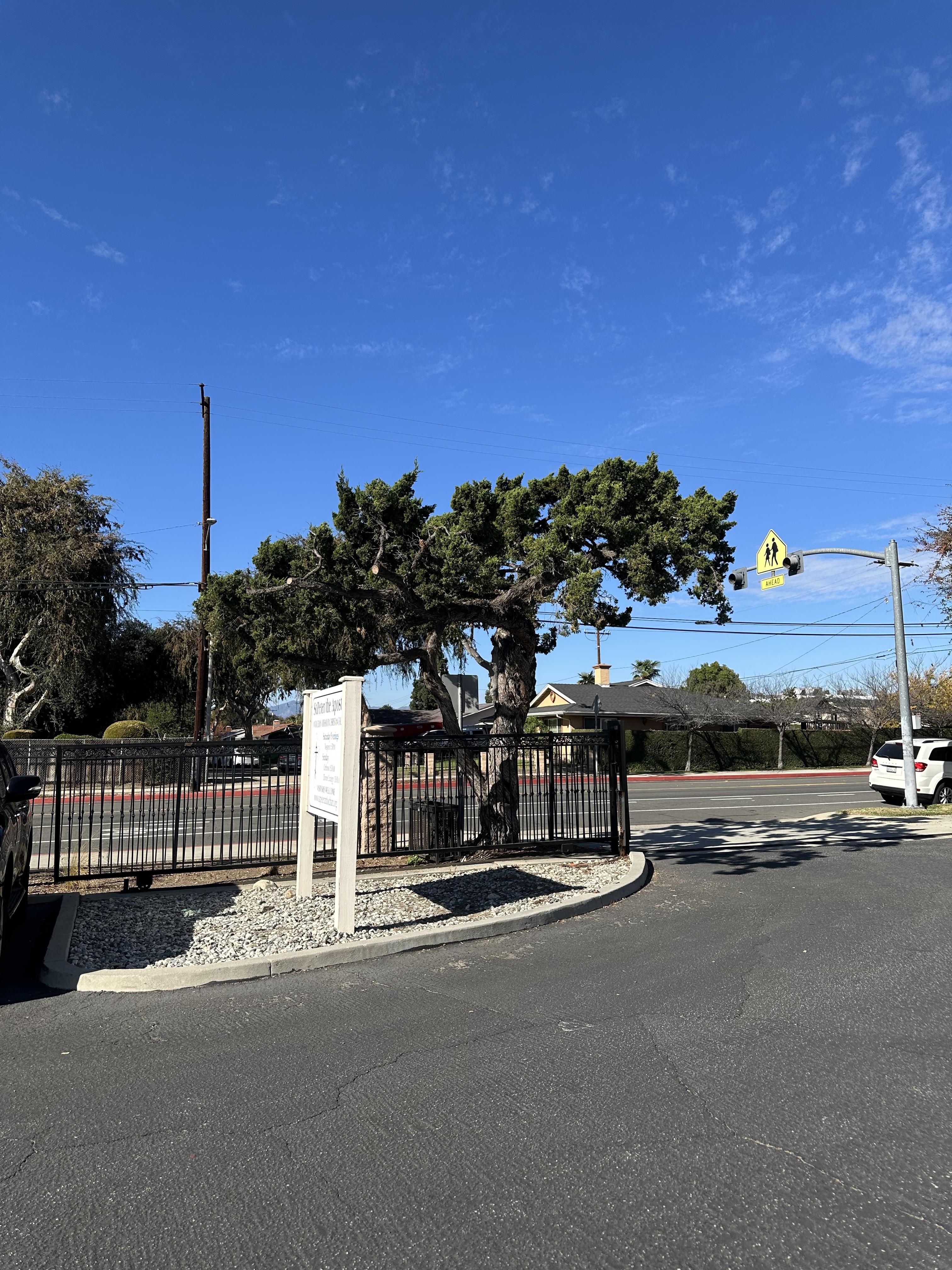 Help identifying this tree | Scrolller